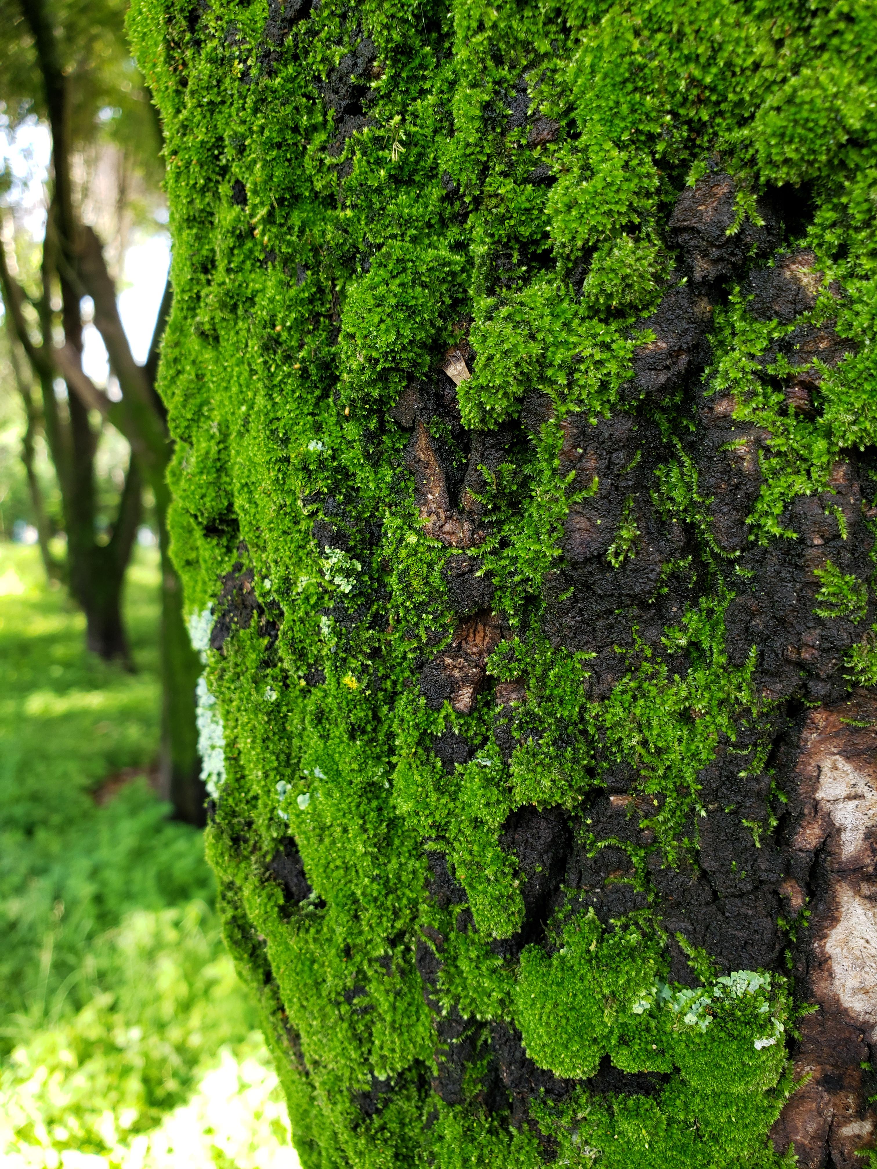 Post rain, morning moss | Scrolller