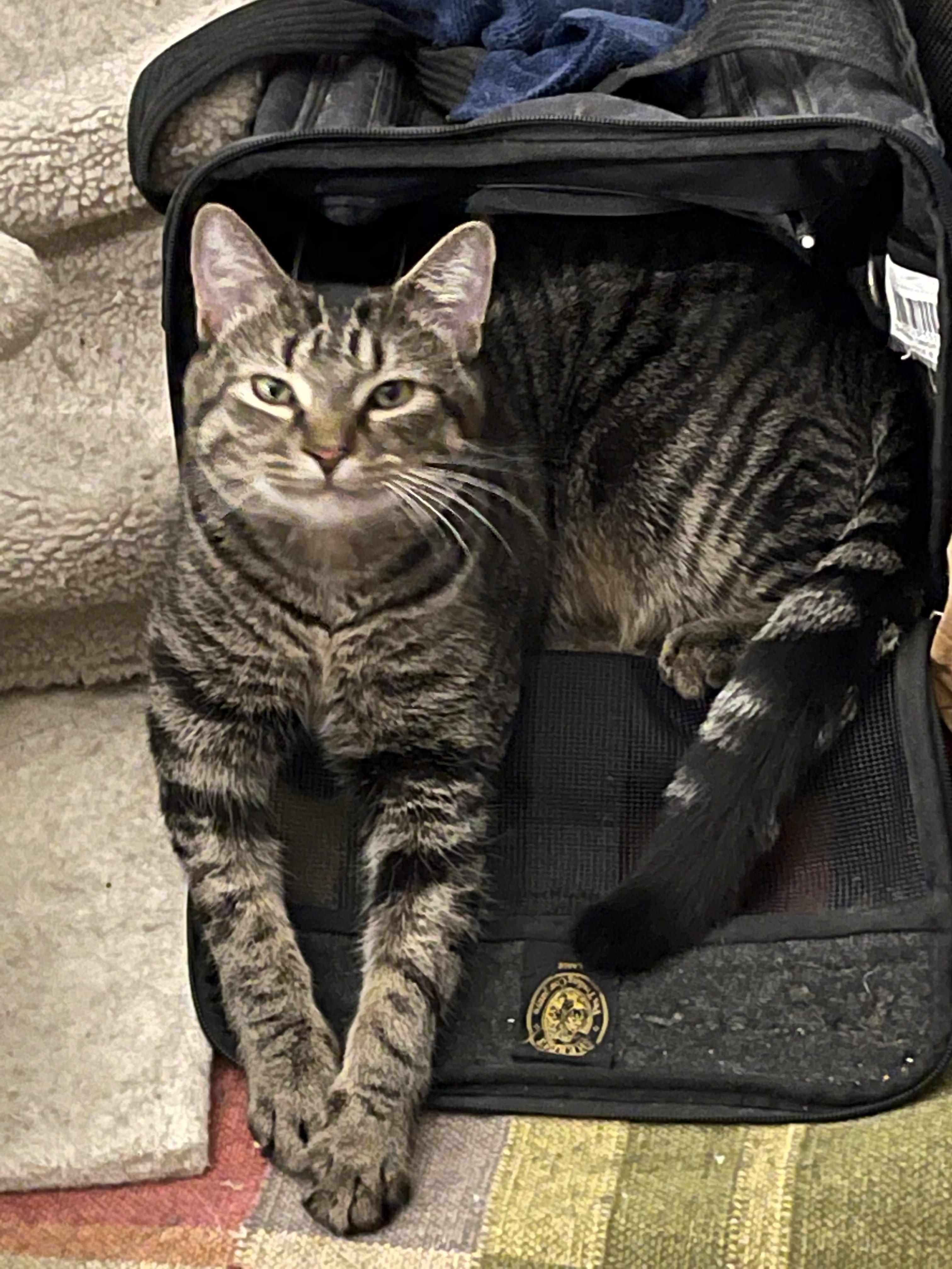 Post-yawn. Chiasso looked very smug | Scrolller