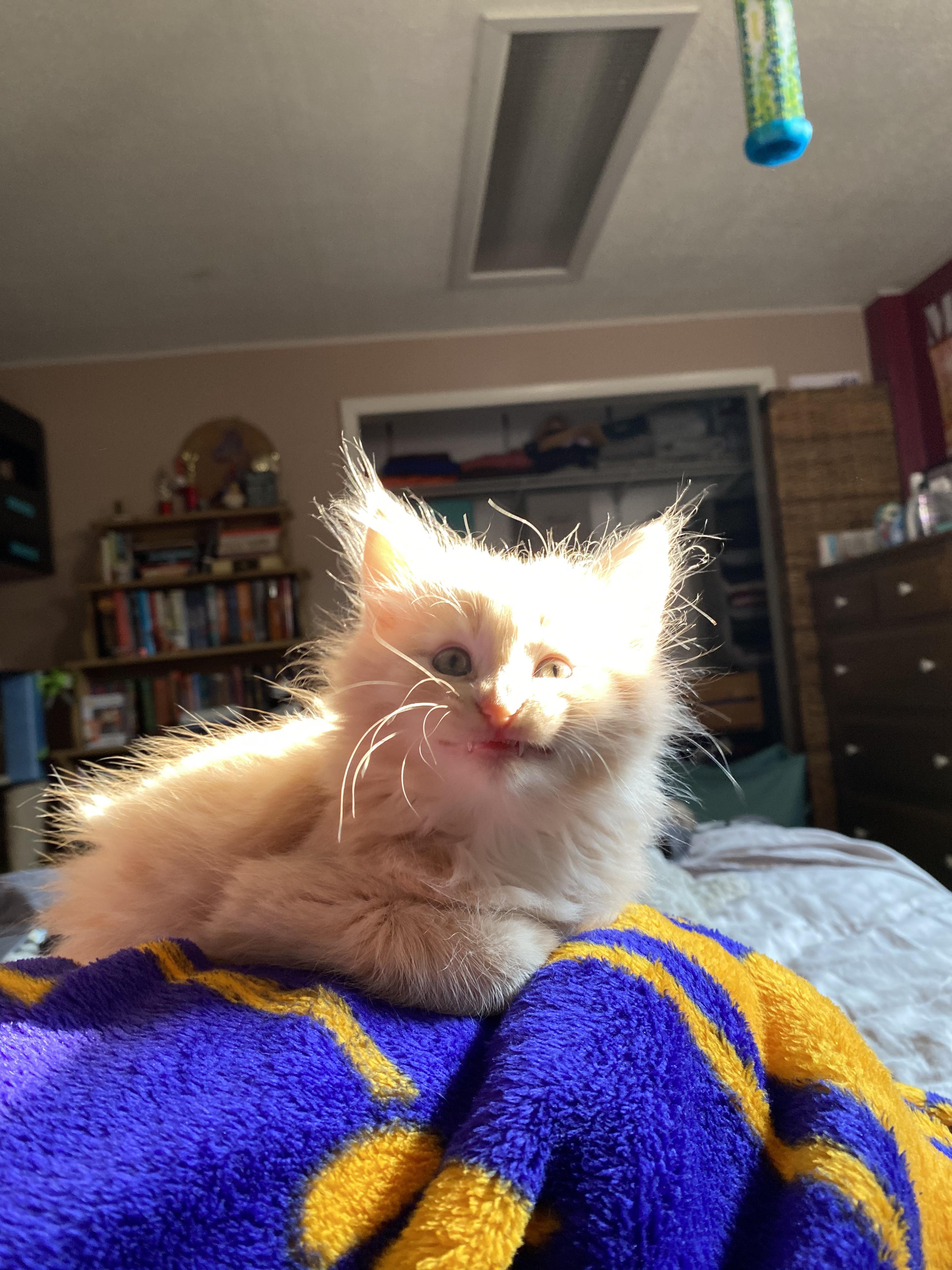 Post yawn teefies | Scrolller