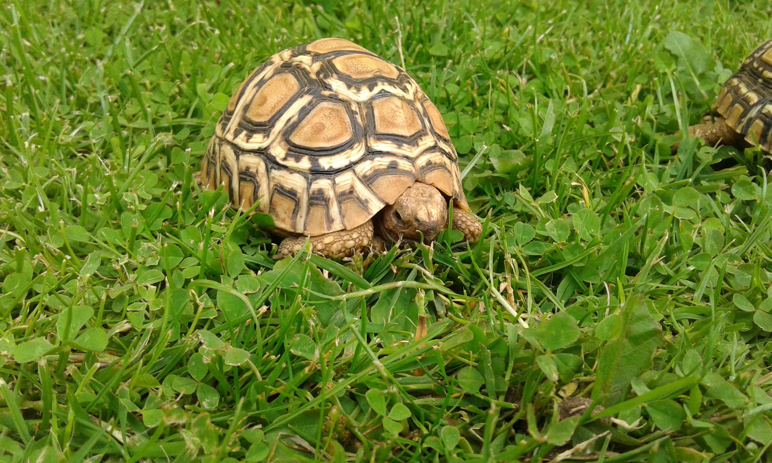 Posting a picture of my tortoises each day #17 - Bob | Scrolller