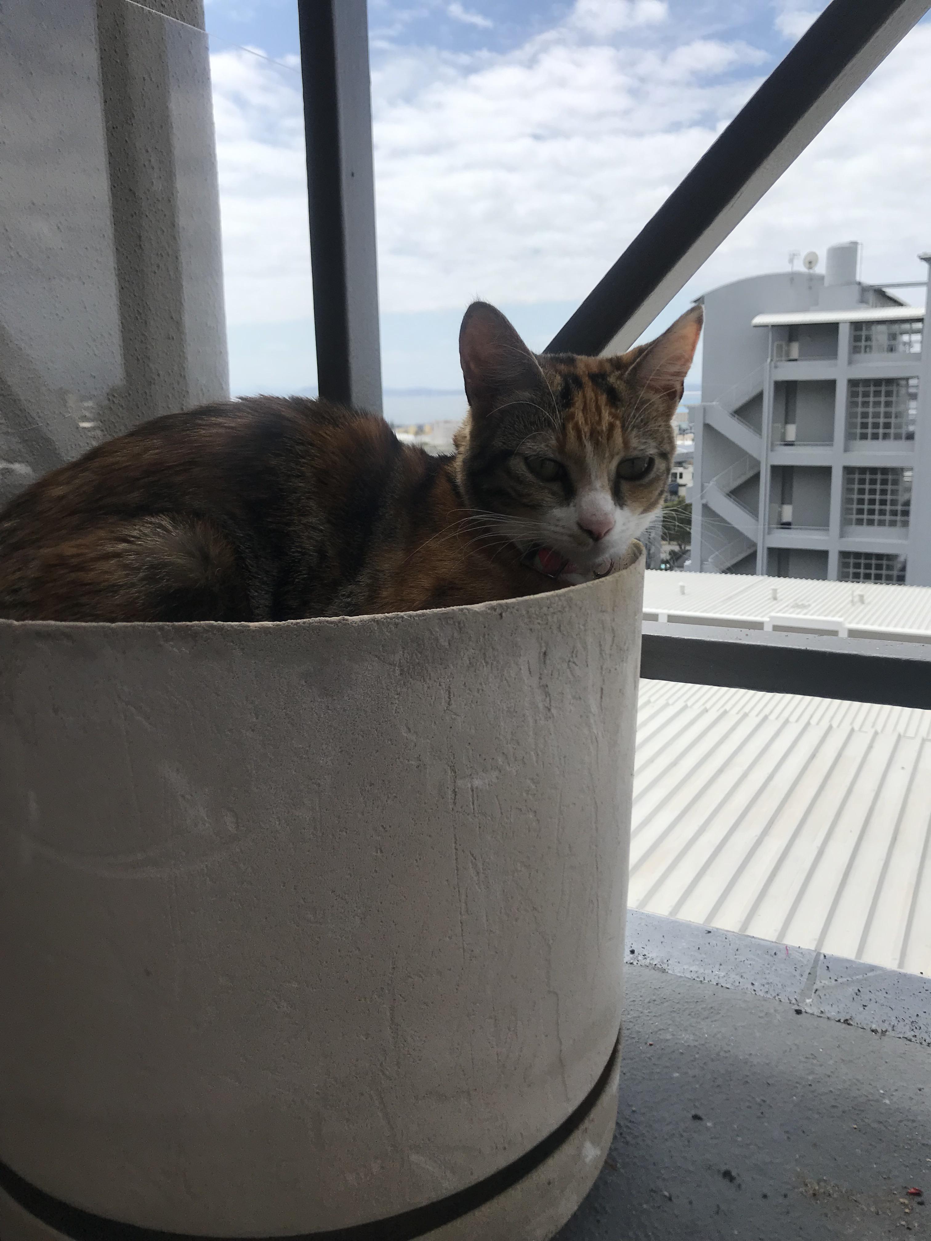 potted Oberyn | Scrolller