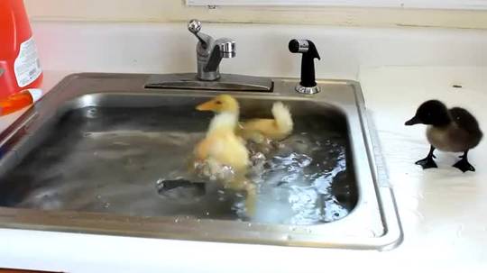 Practicing their diving technique. | Scrolller