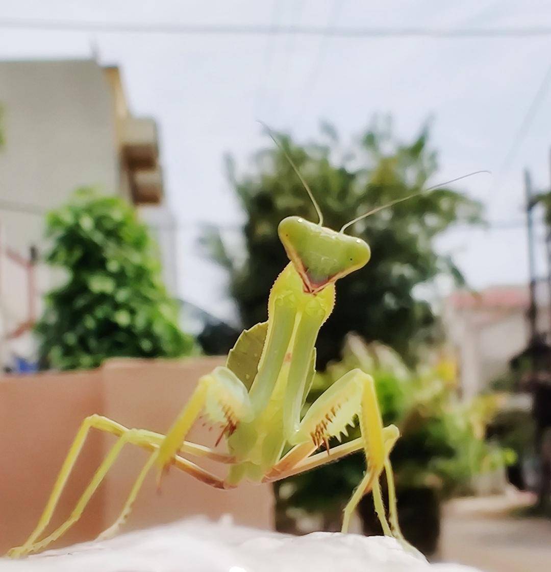 Praying mantis | Scrolller