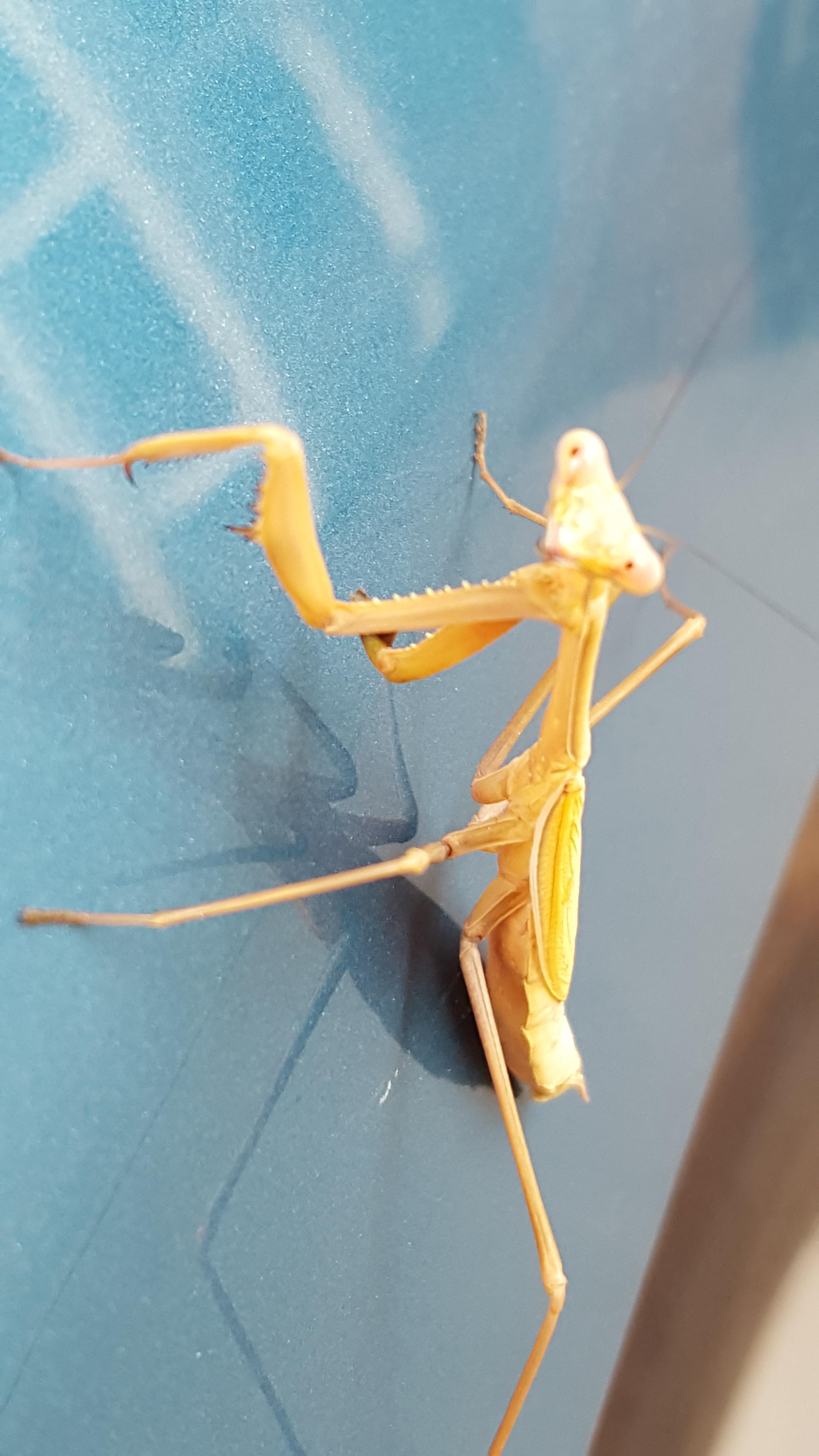 Praying Mantis [5312x2988] [OC] | Scrolller