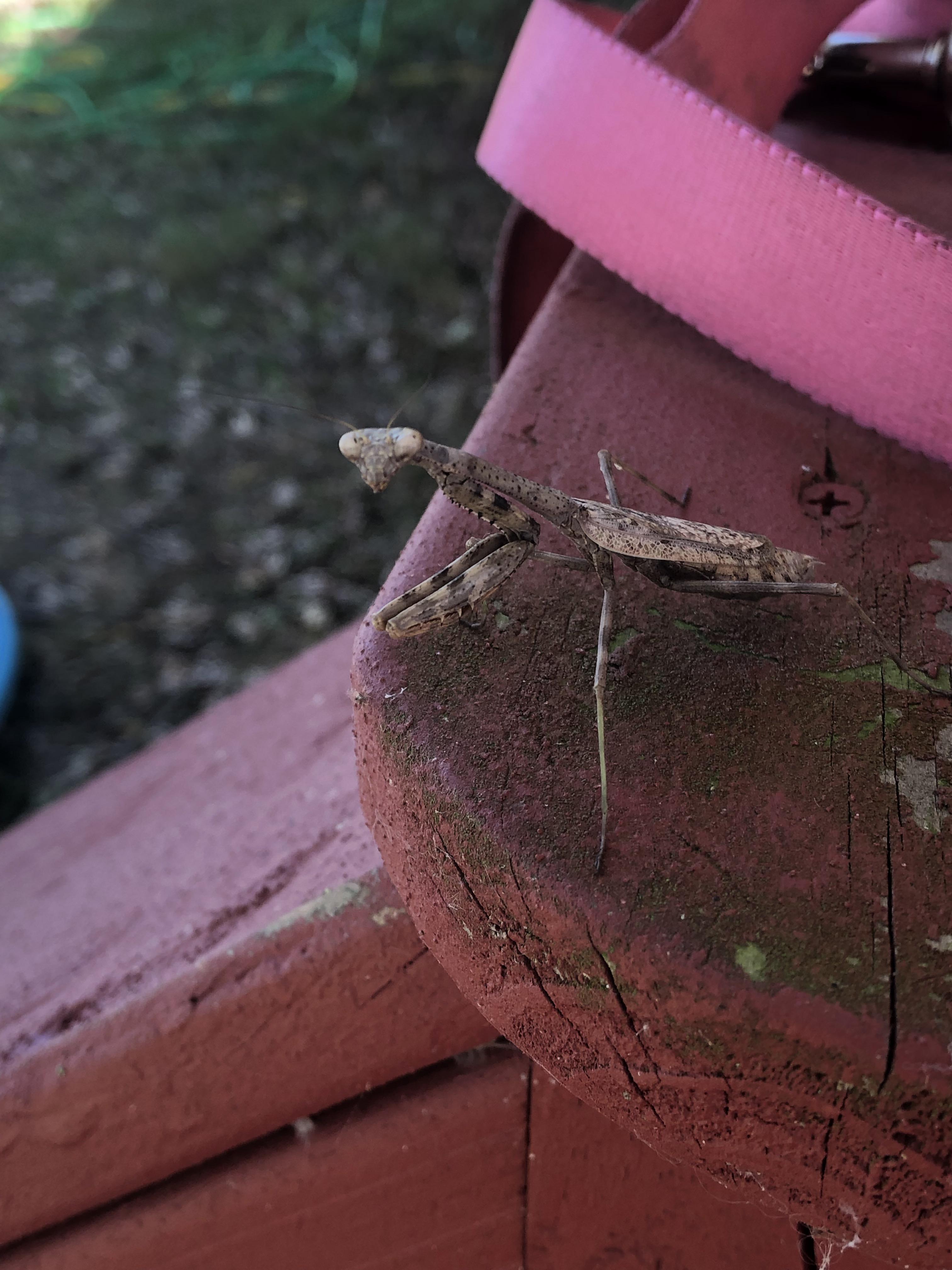 Praying Mantis | Scrolller