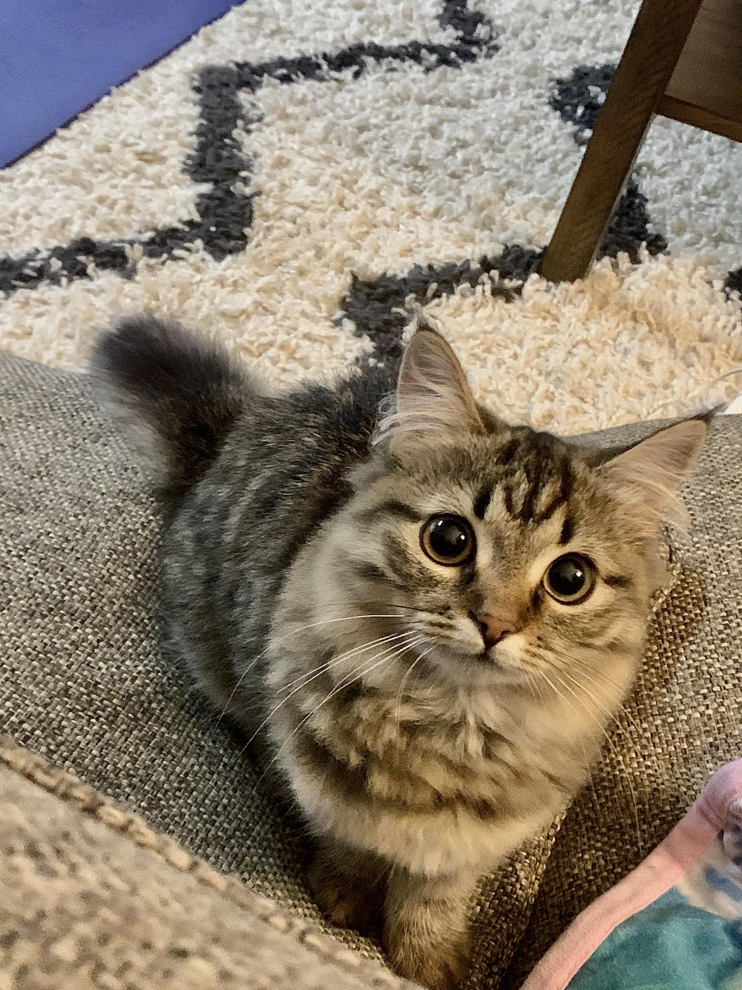 Pre-pounce crazy eyes | Scrolller