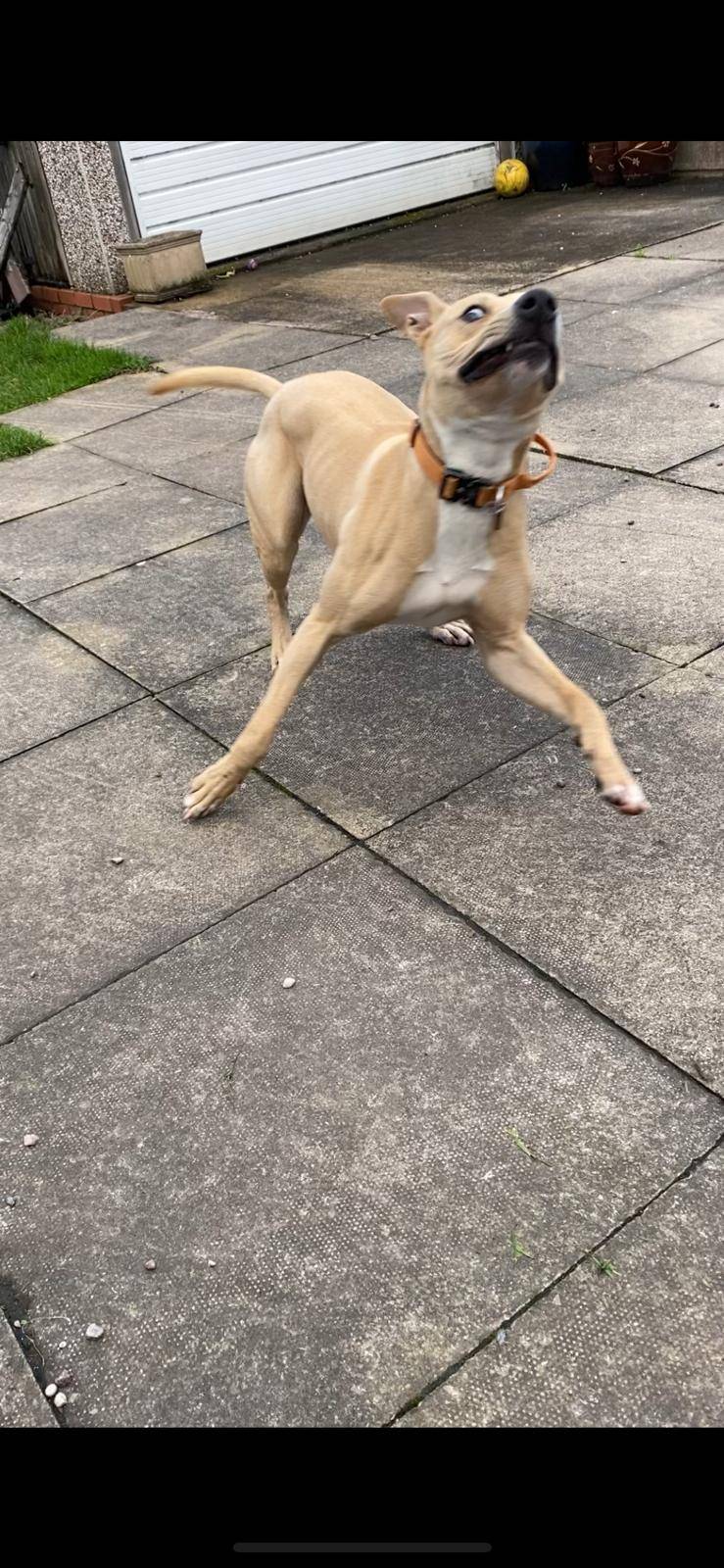 Pre zoomies | Scrolller