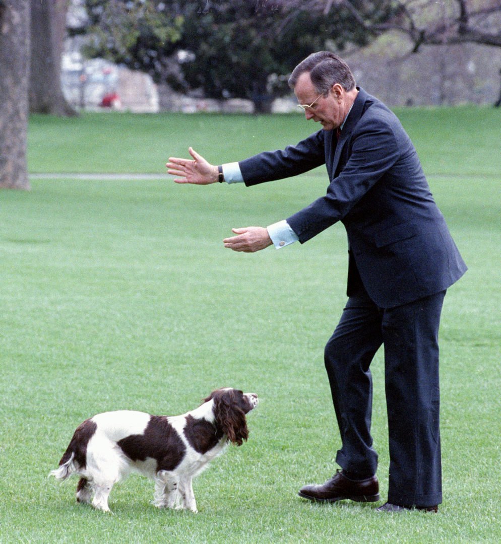 President George HW Bush had a beautiful springer spaniel! | Scrolller