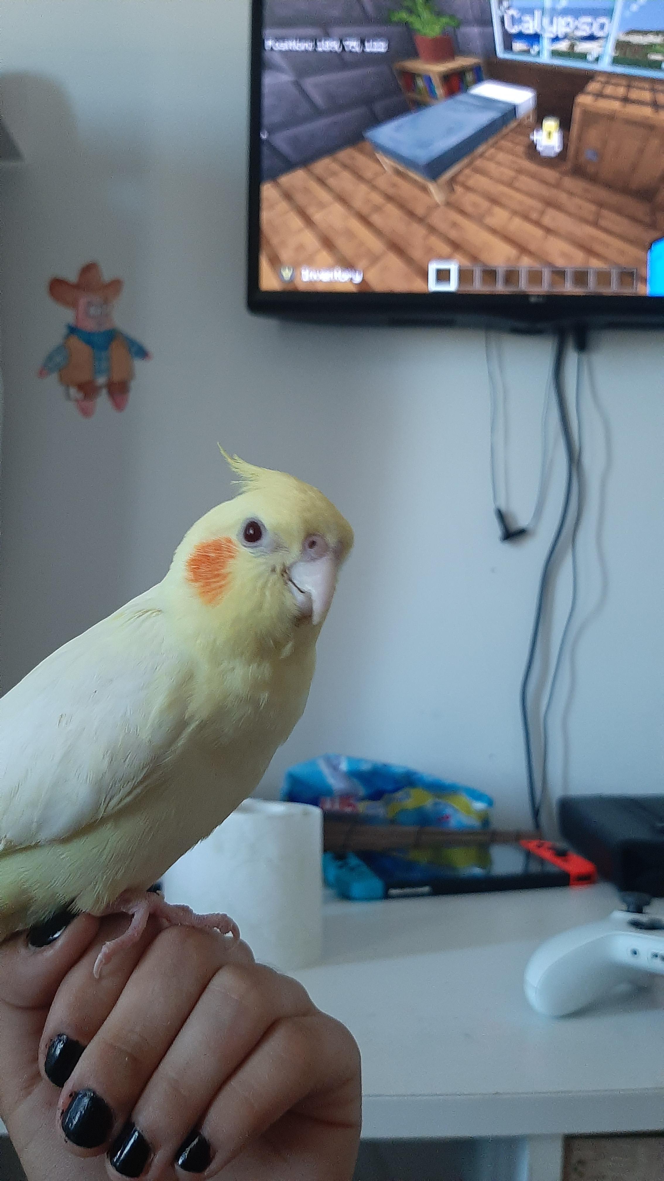 pretty boy | Scrolller