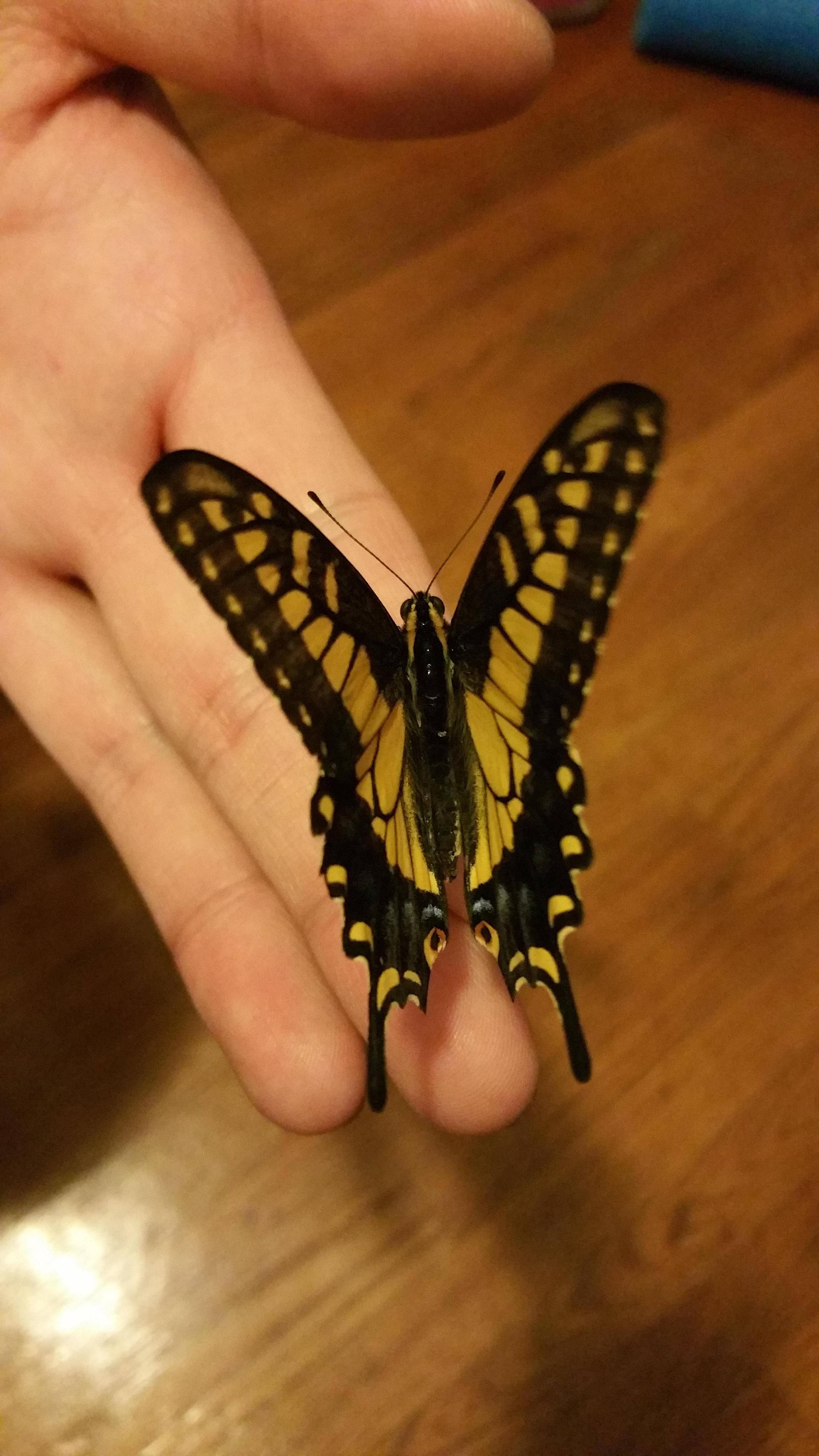 Pretty butterfly | Scrolller