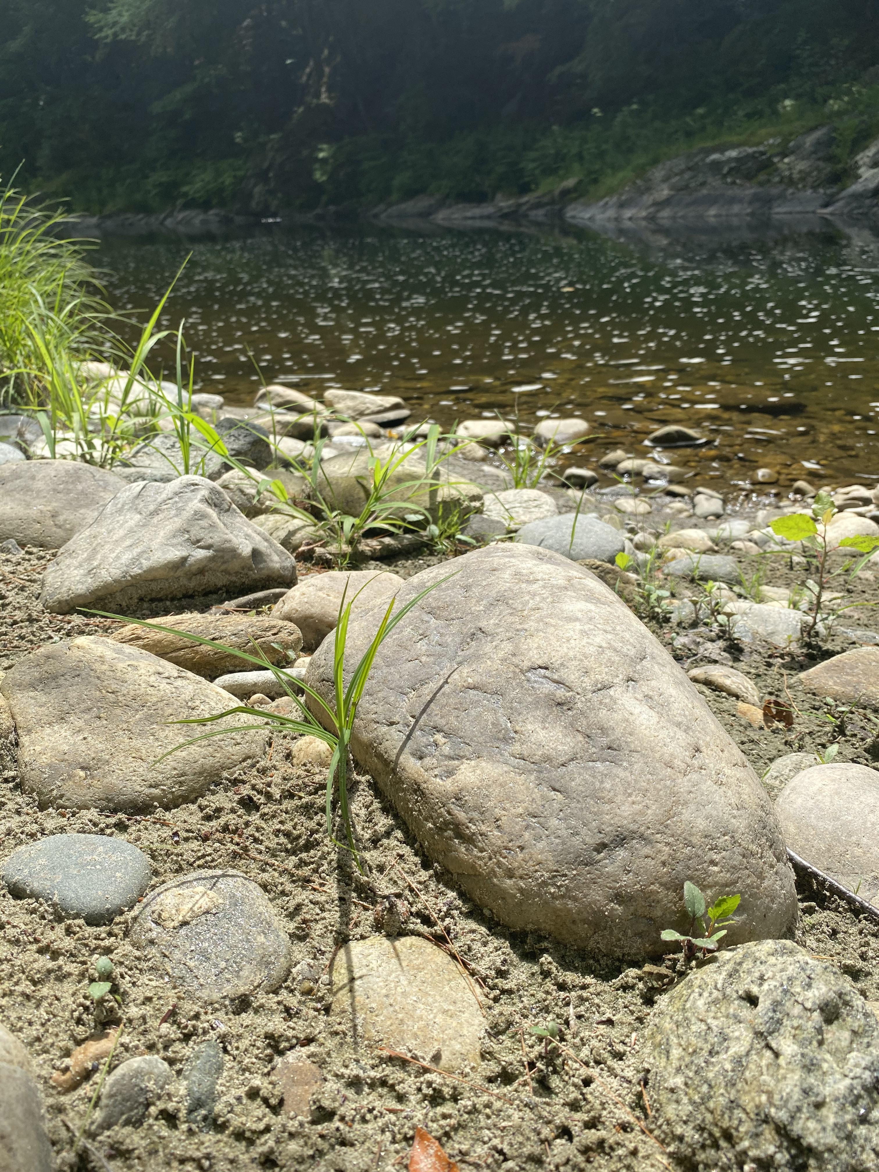 Pretty easy, but find the toad | Scrolller