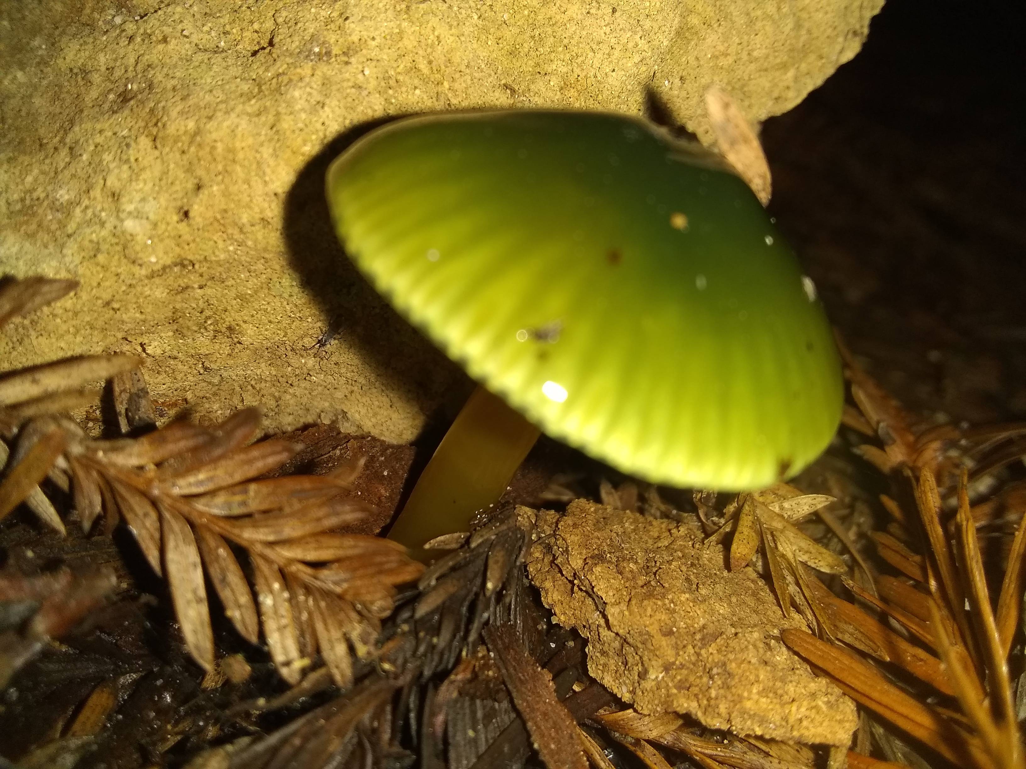 Pretty green thing | Scrolller