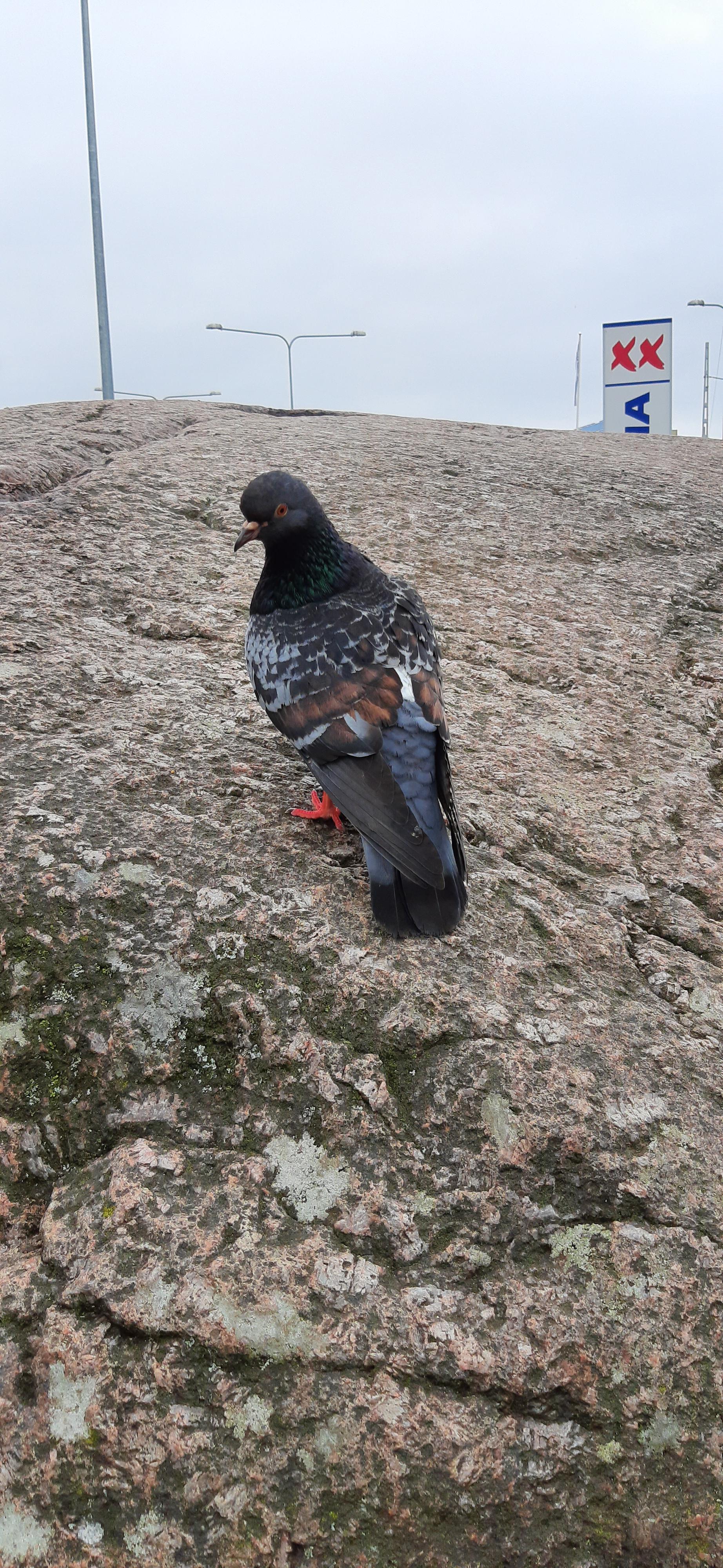 Pretty pigeon | Scrolller