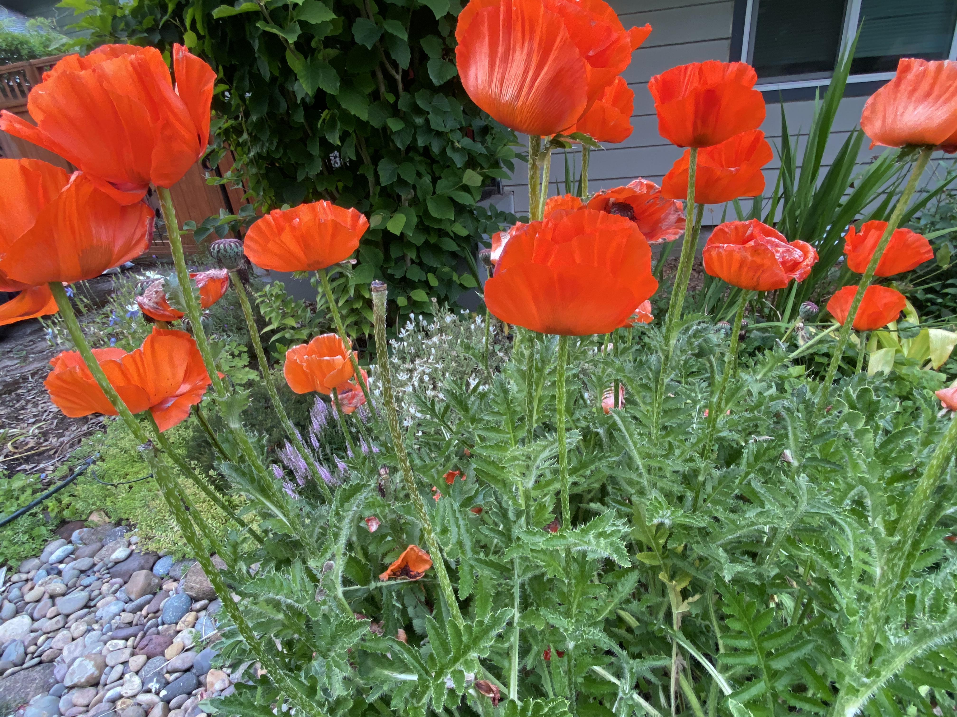 Pretty Poppies | Scrolller