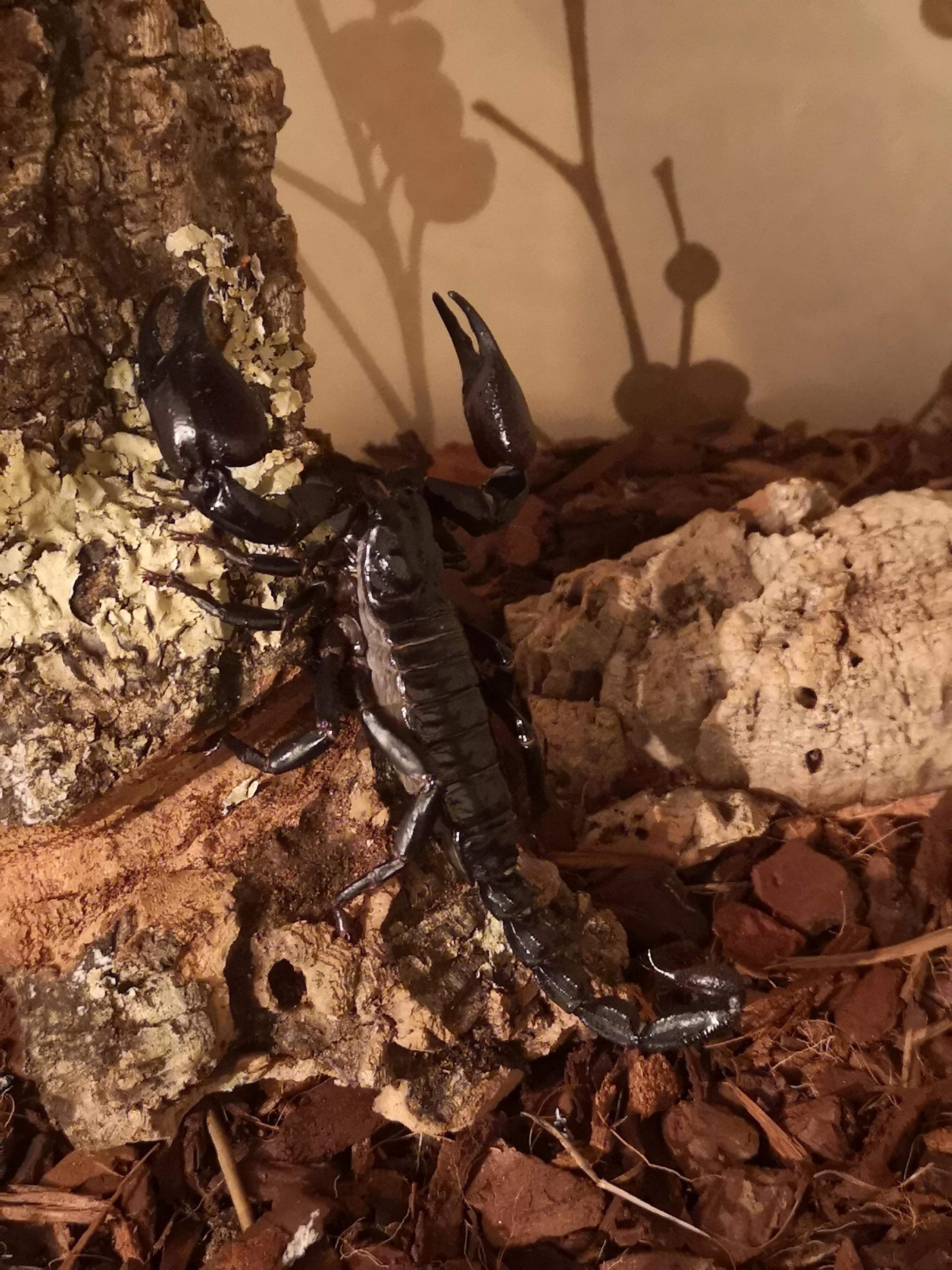 Prick the asian forrest scorpion. | Scrolller