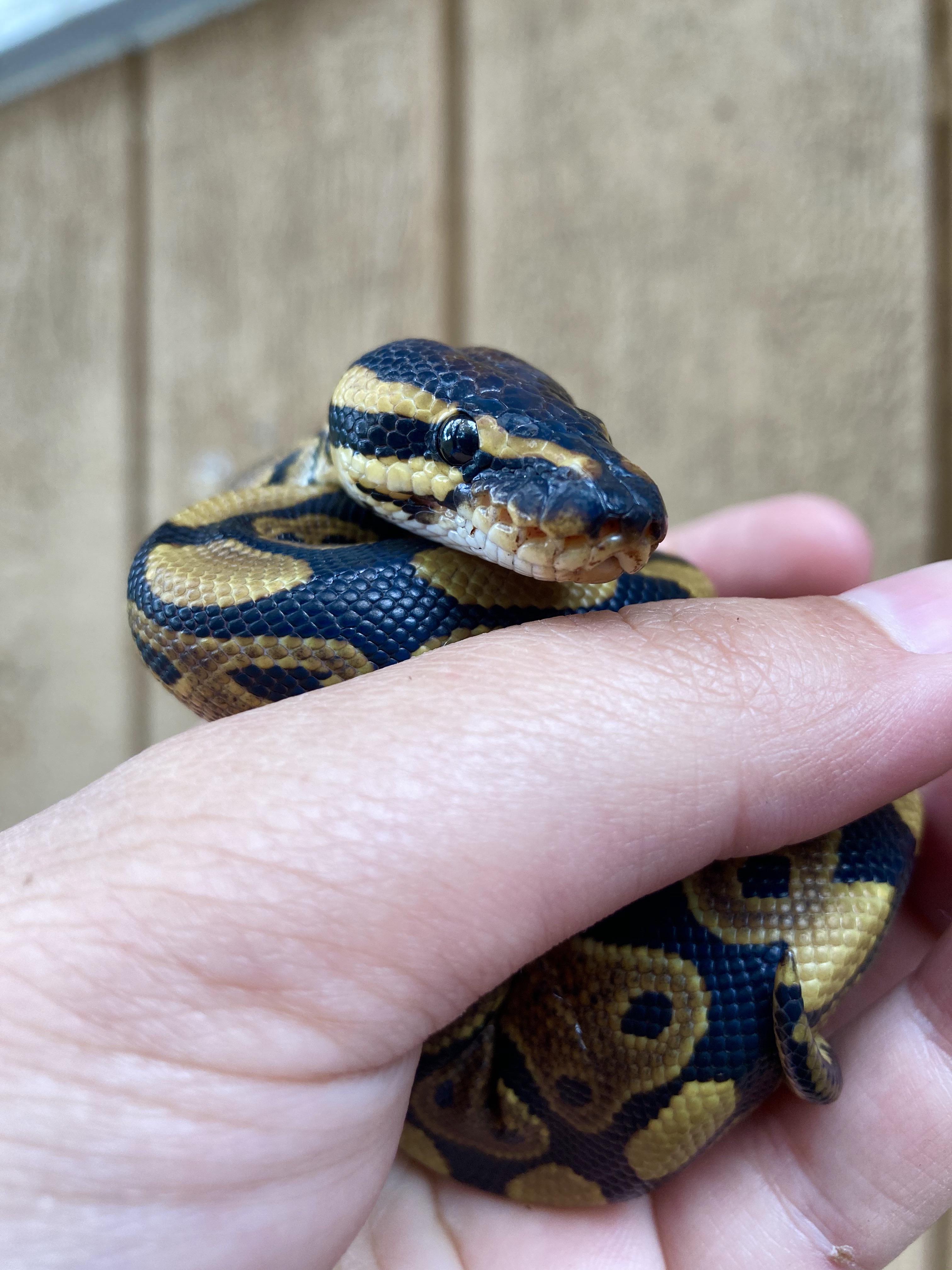 Prince Zuko 🔥 | Scrolller