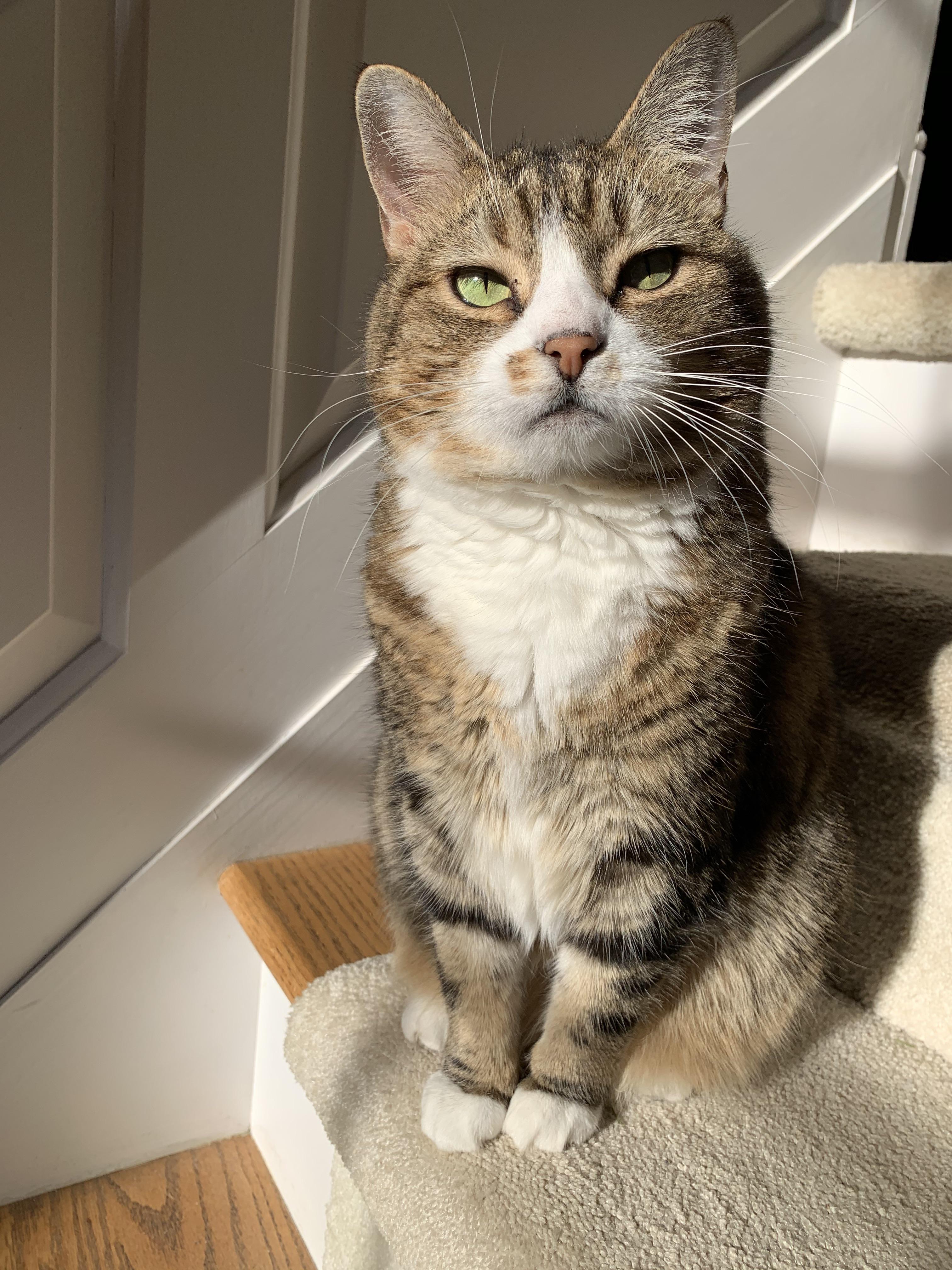 Princess basking in her sun spot | Scrolller