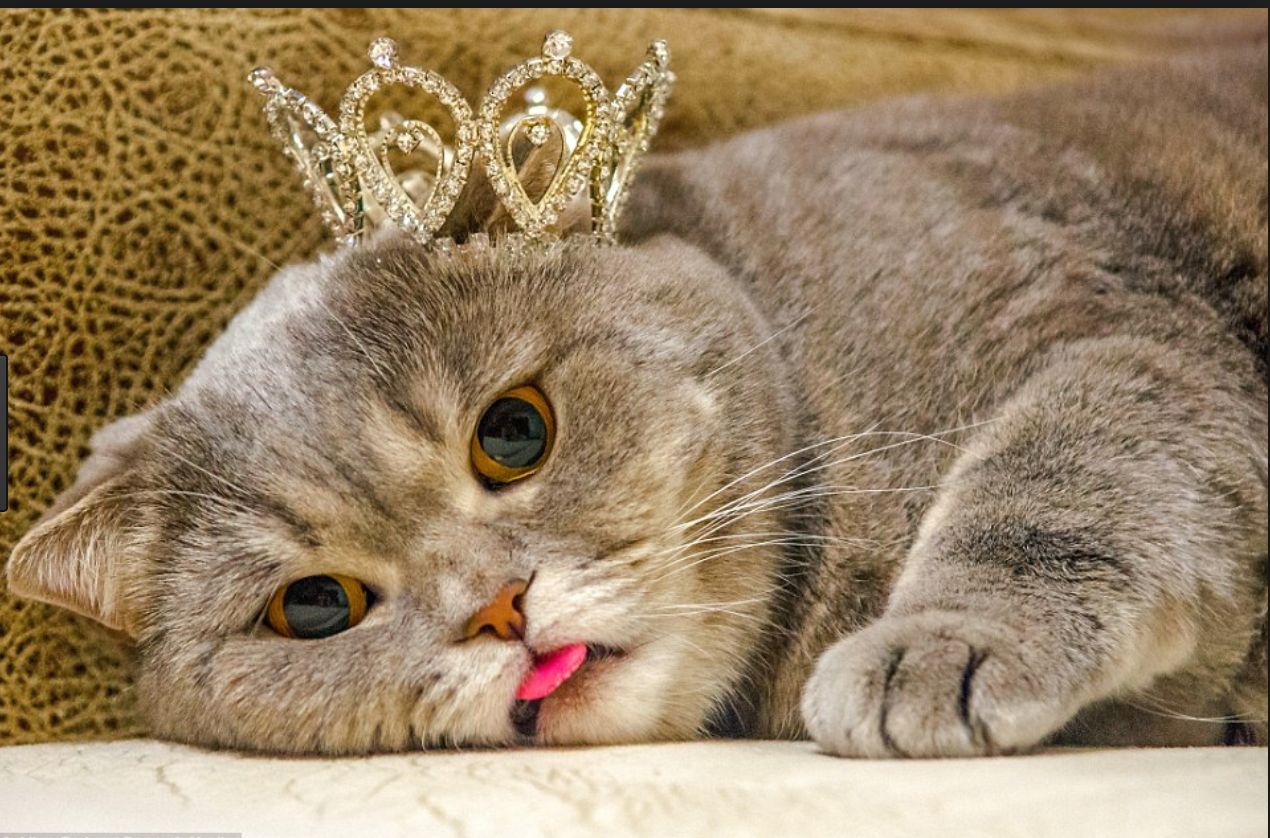 Princess Blep | Scrolller