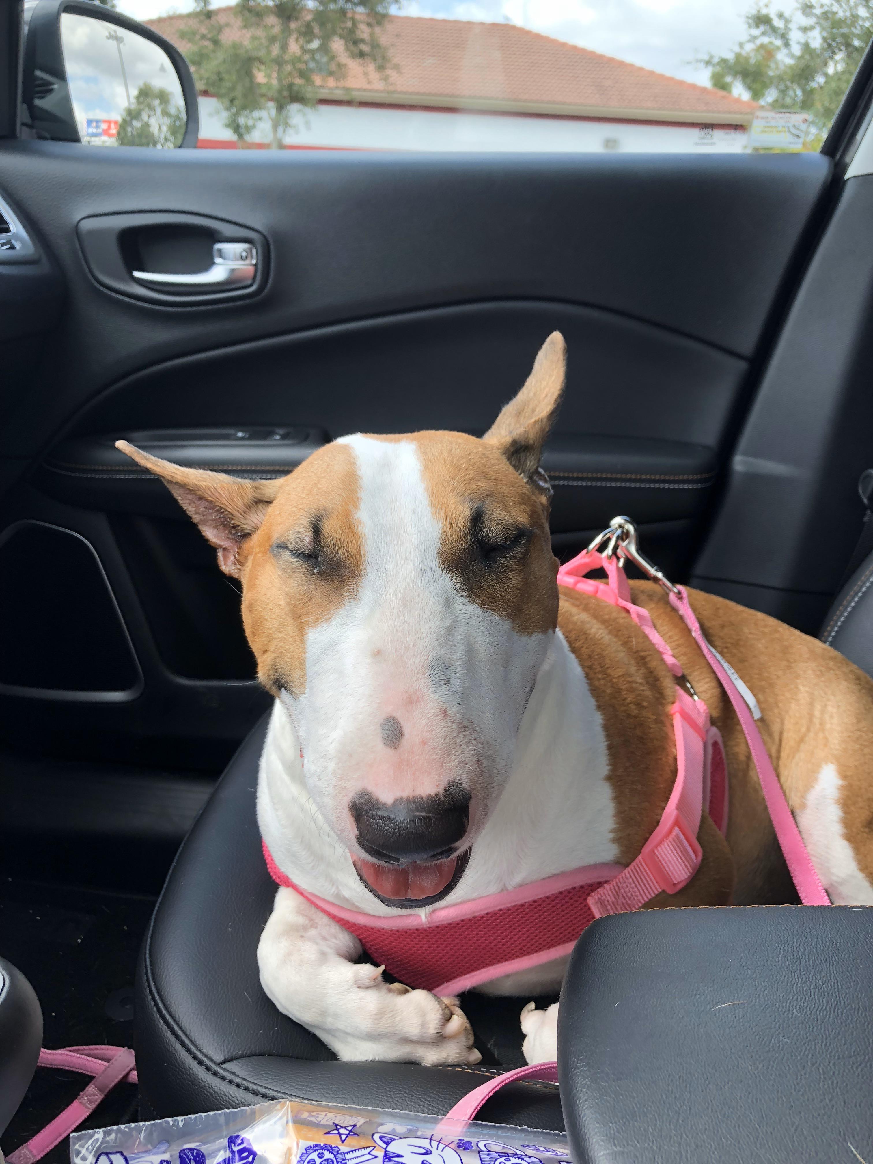 Princess Derp | Scrolller