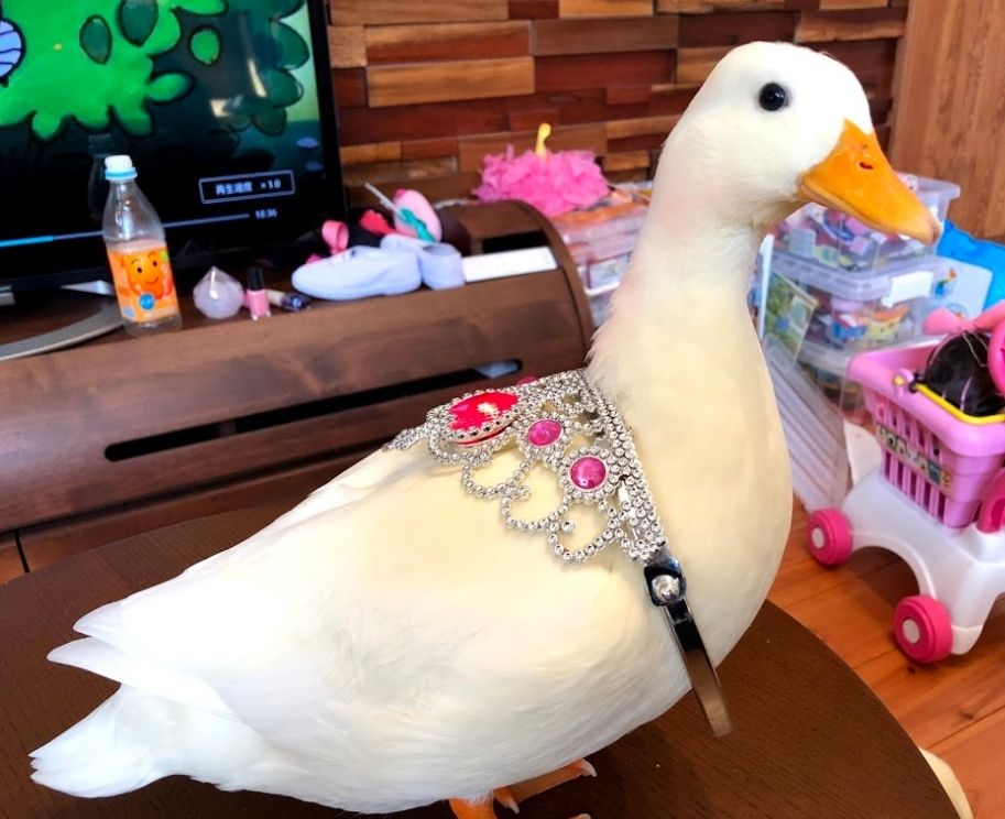 Princess Moko | Scrolller