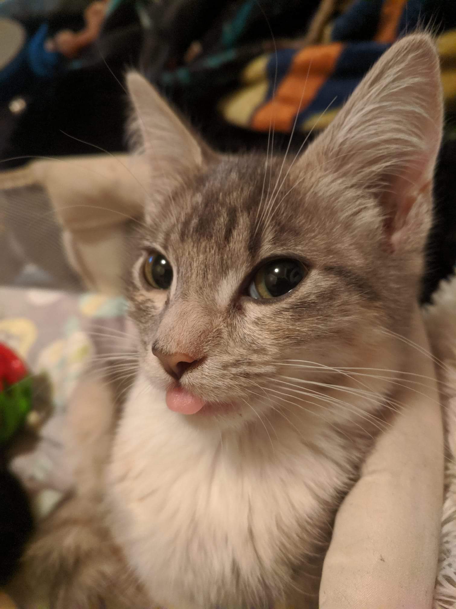 Princess Nini Blep | Scrolller