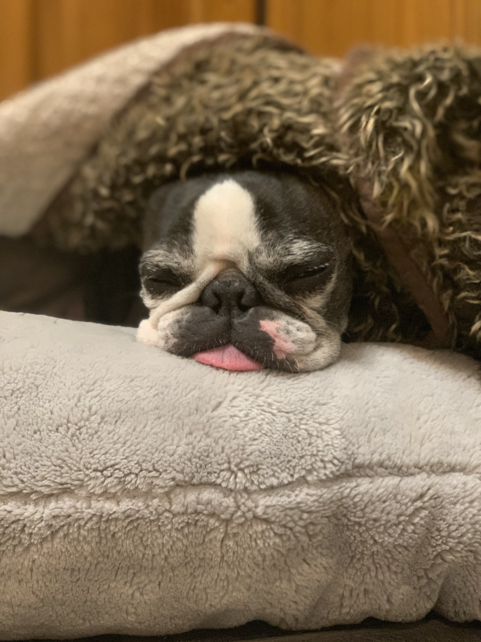 Princess Toob spam | Scrolller