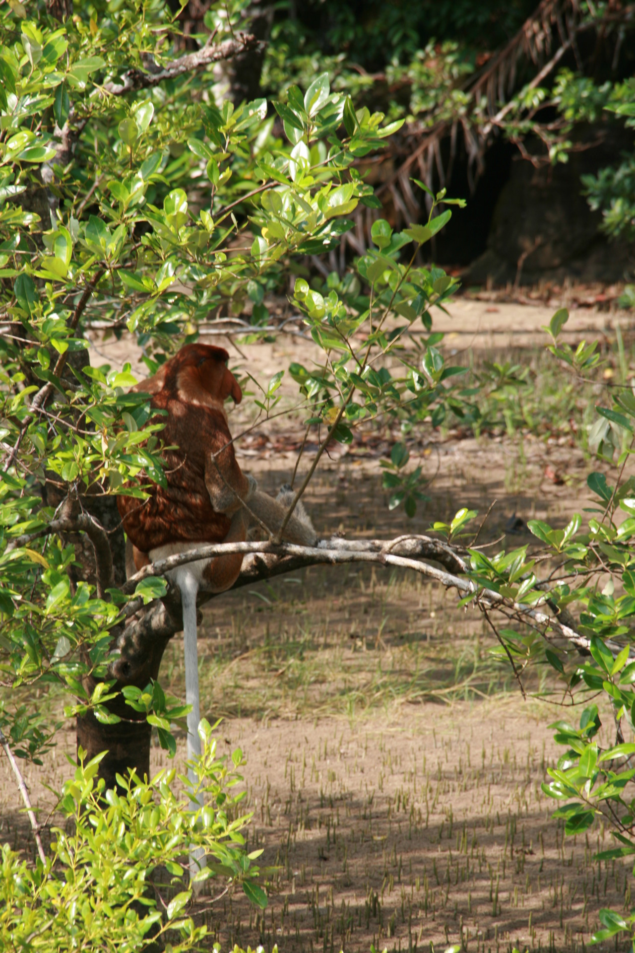 Proboscis monkey borneo [1280×1980] [OC] | Scrolller
