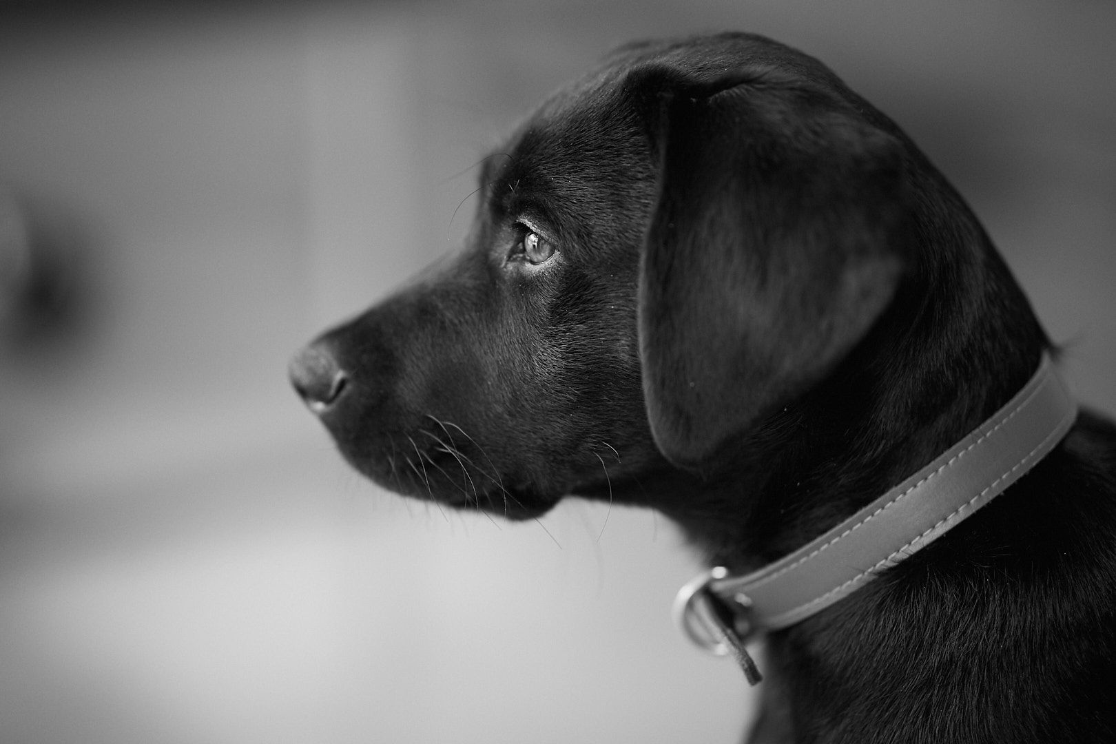 Profile of my little guy Theodore | Scrolller