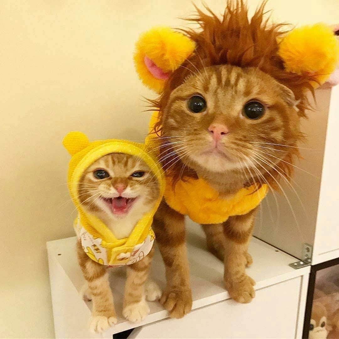 PsBattle: Two cats in costume | Scrolller