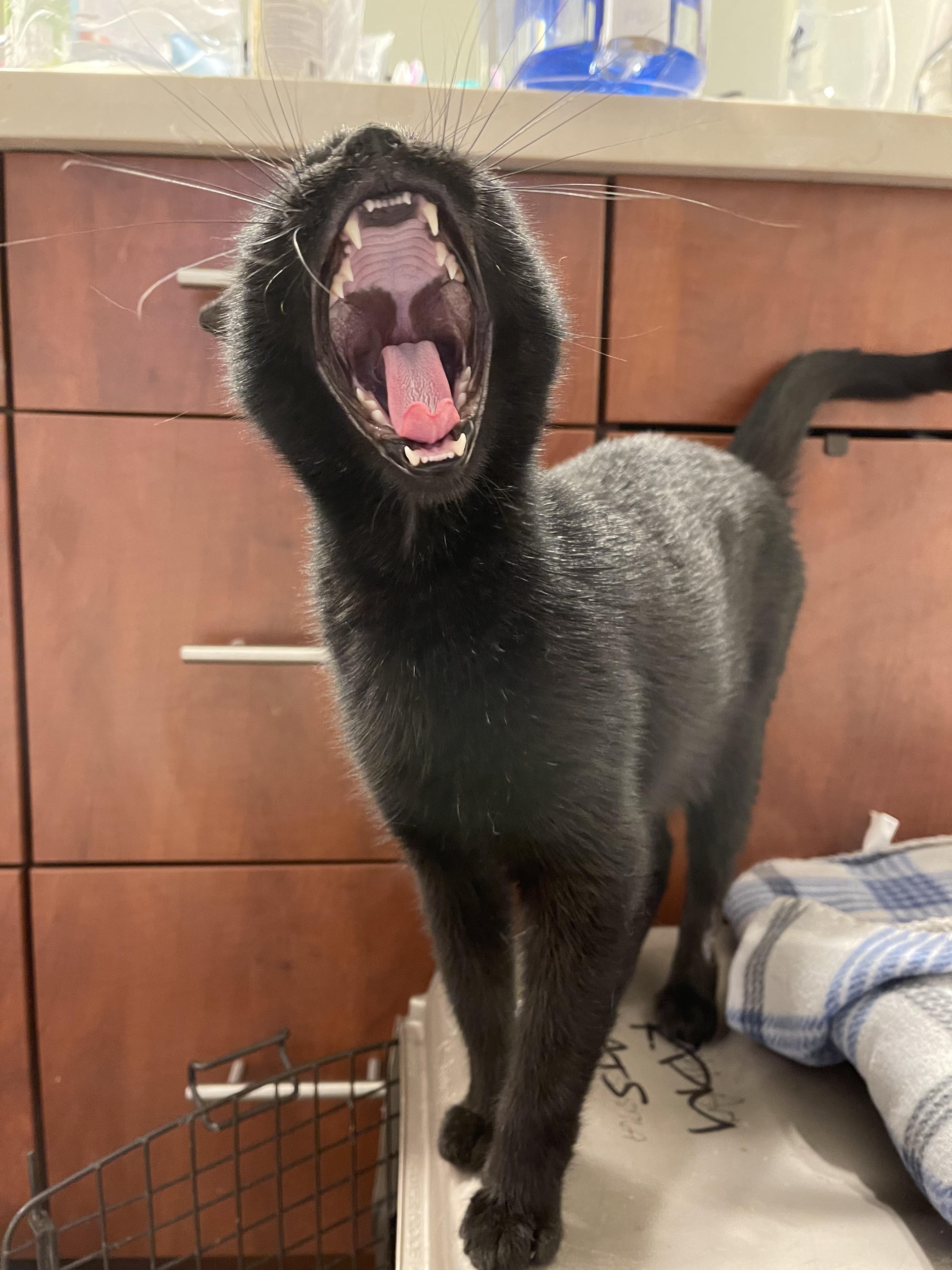 PsBattle: yawning cat | Scrolller