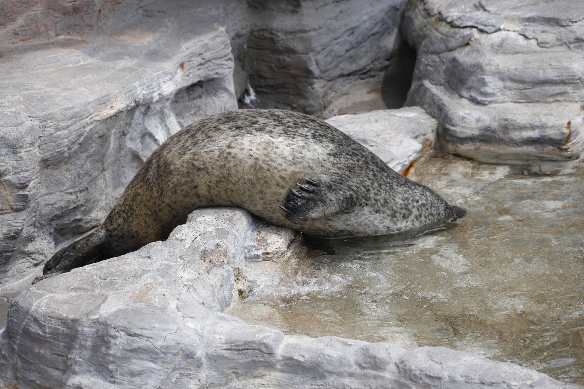 PUDDLE CHONK | Scrolller