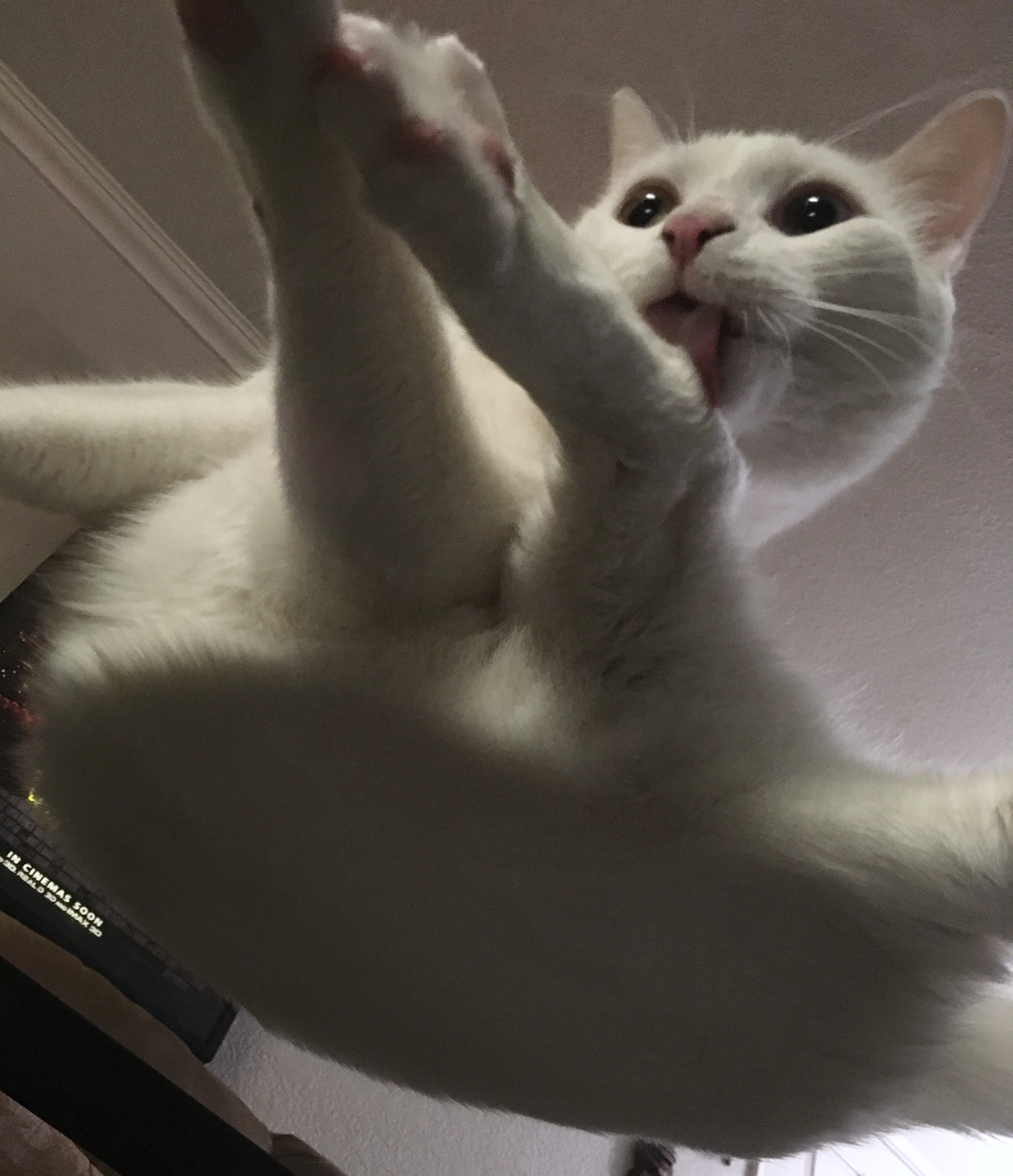 Puddle of mlem (X post /r/mlem). | Scrolller