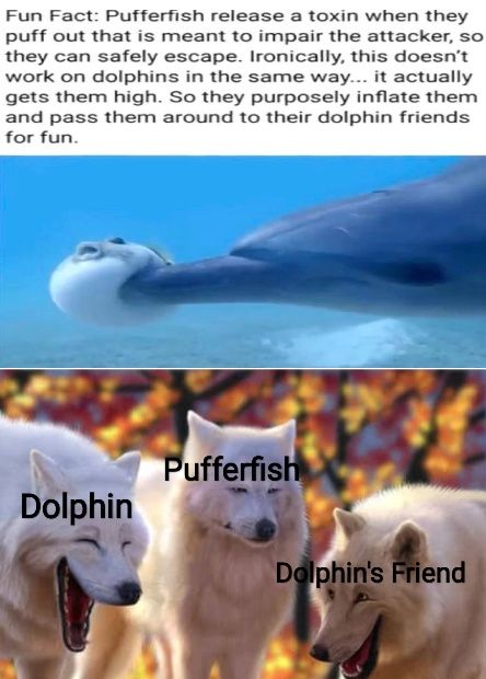 Pufferfish and Dolphin | Scrolller