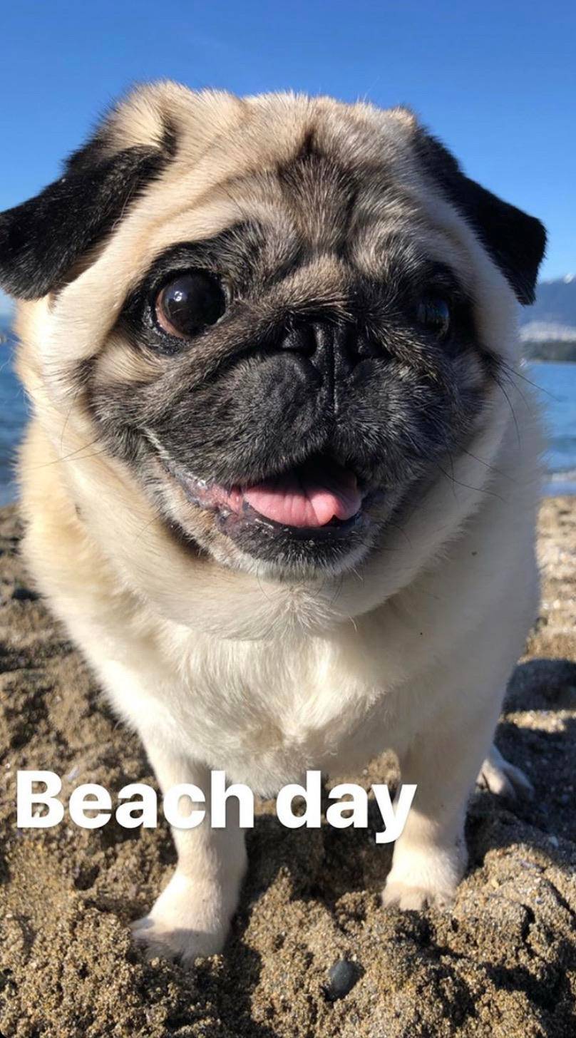 Pug at the Beach! | Scrolller