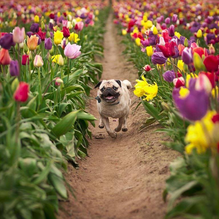 Pug in a Field of Tulips | Scrolller