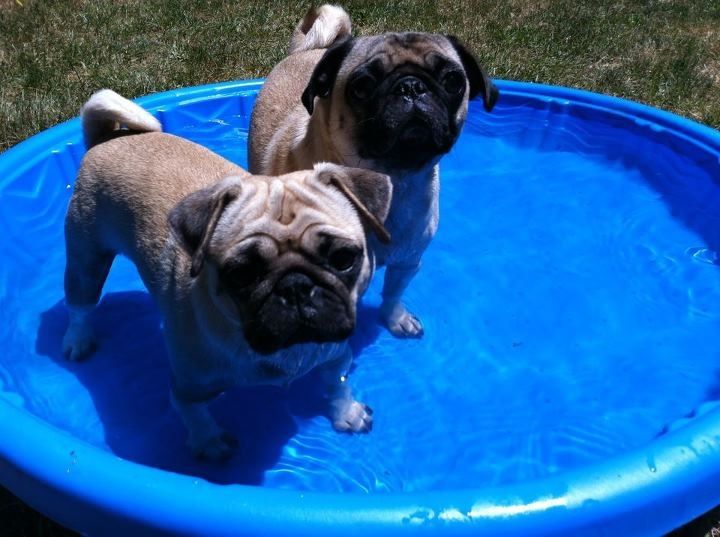 Pug pool party! | Scrolller