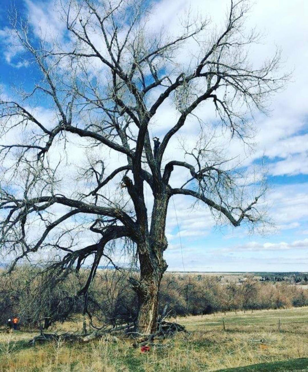Pulled back overhang from 7.2kv powerlines in this giant cottonwood, wyoming. It was a blast to ...