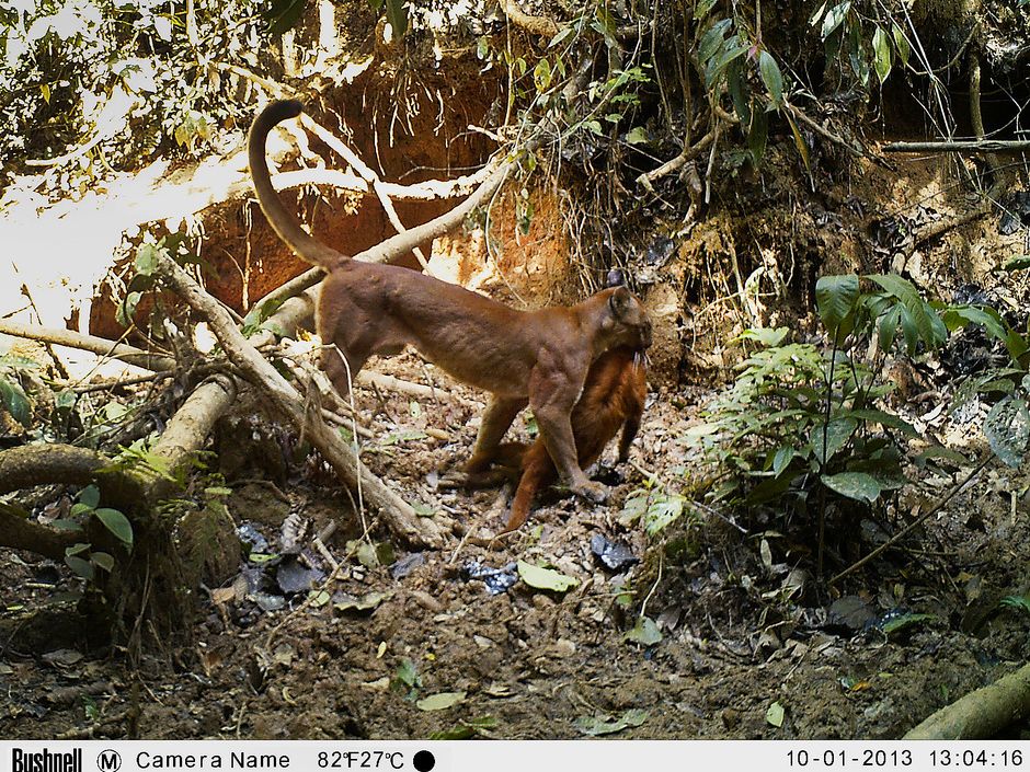 Puma dragging a Red Howler Monkey kill | Scrolller