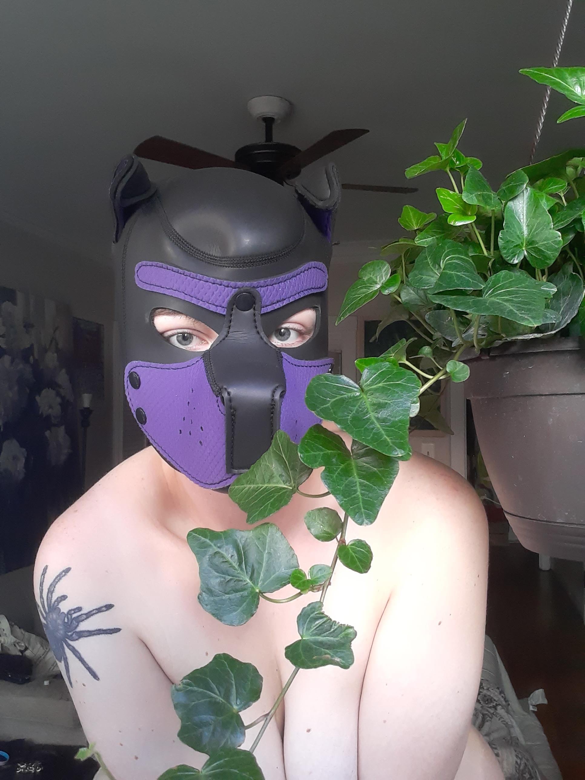 Pup on the prowl, stalking their prey | Scrolller