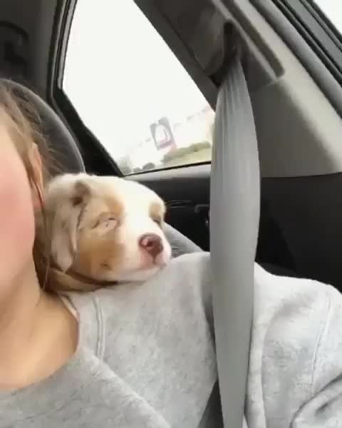 Pupper does a heckin good sleep | Scrolller