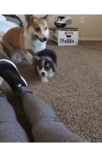 Pupper does a heckin leap | Scrolller