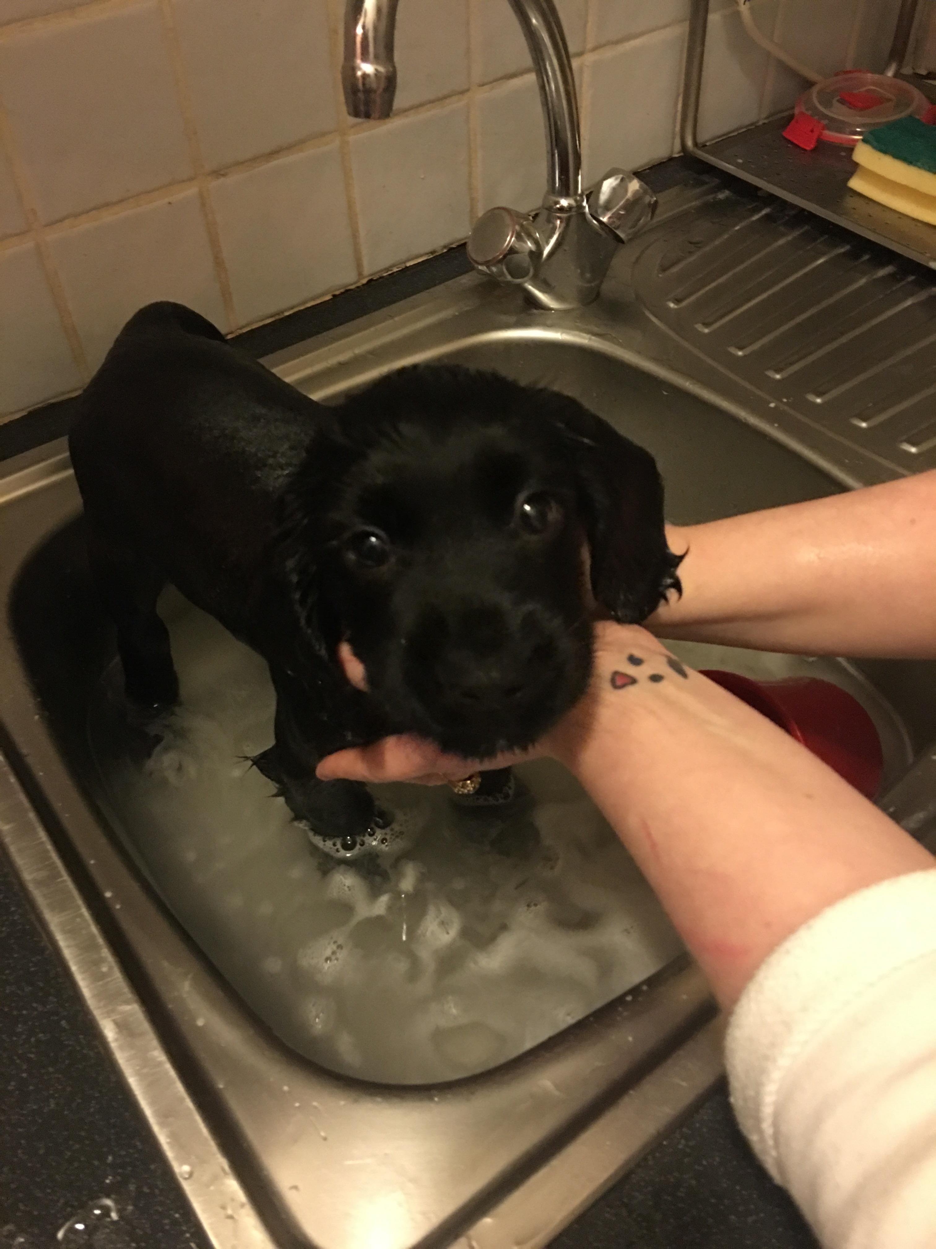 Puppies first bath time. Meet Stanley. Less than 9 weeks old | Scrolller