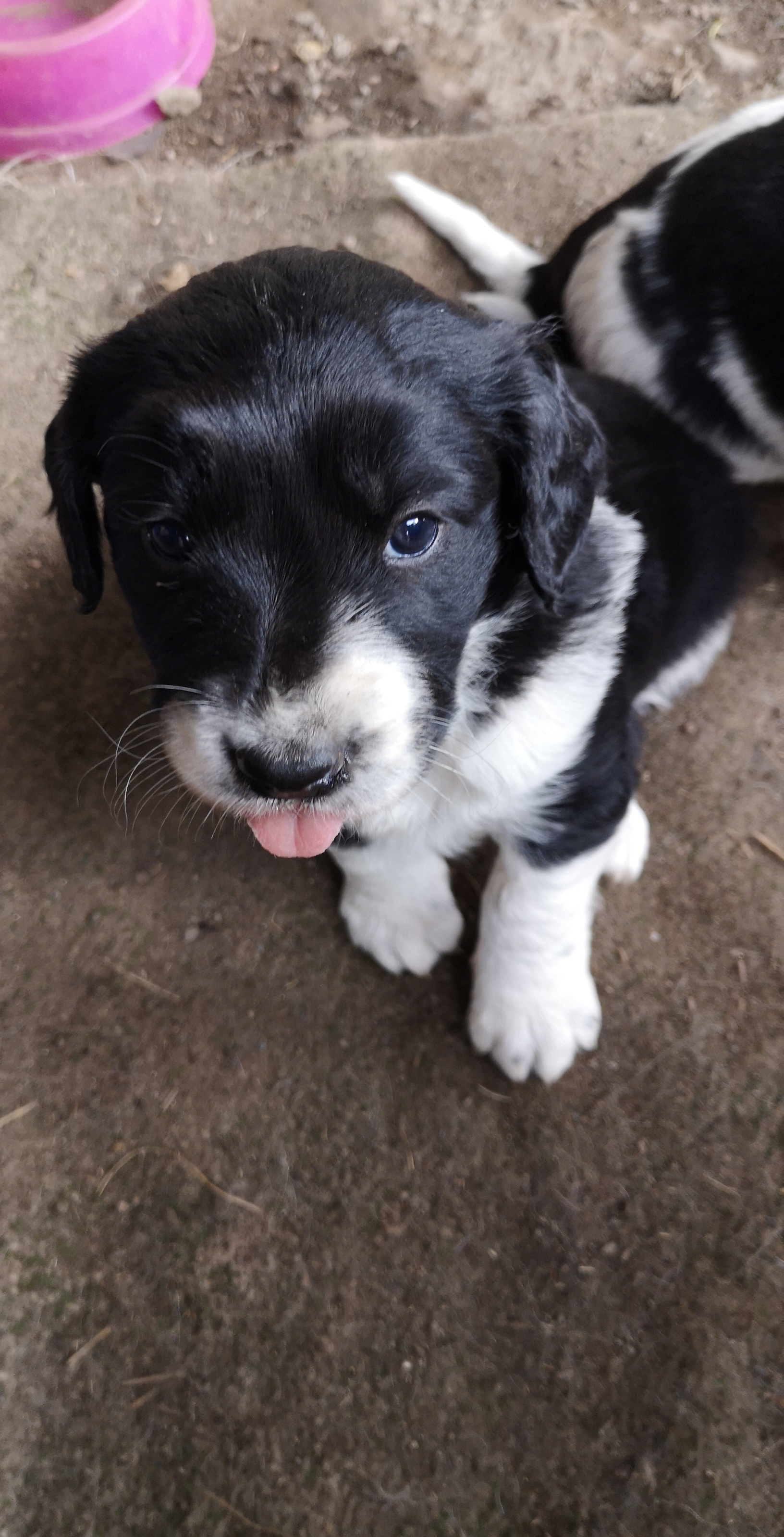 Puppy blop | Scrolller