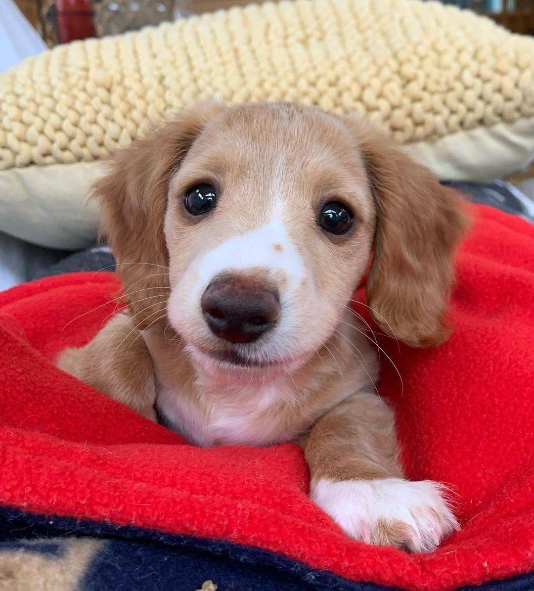 Puppy Cuteness | Scrolller