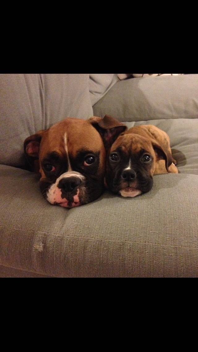 Puppy Dog Eyes. Master level: expert. | Scrolller