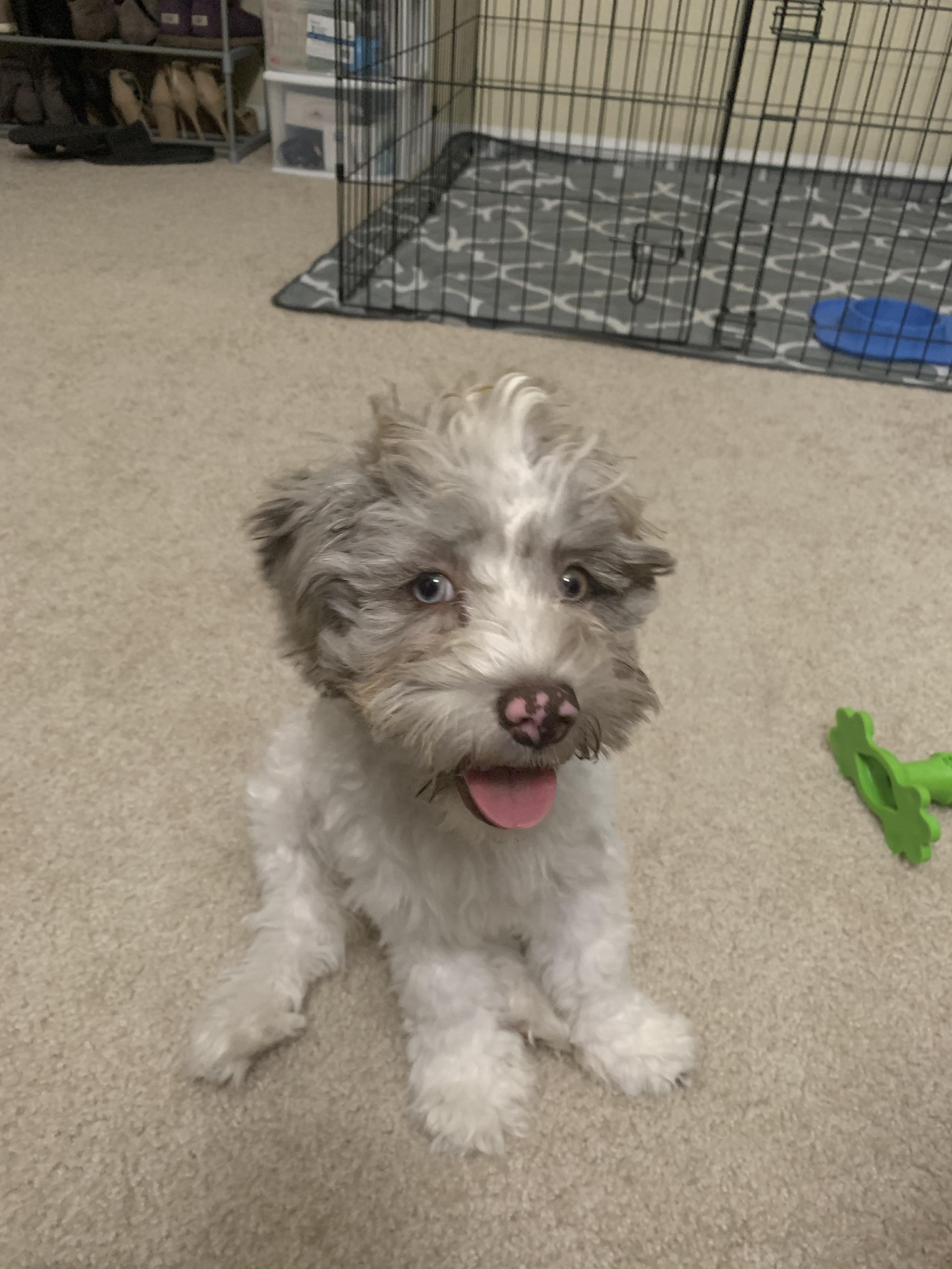 Puppy Mochi | Scrolller