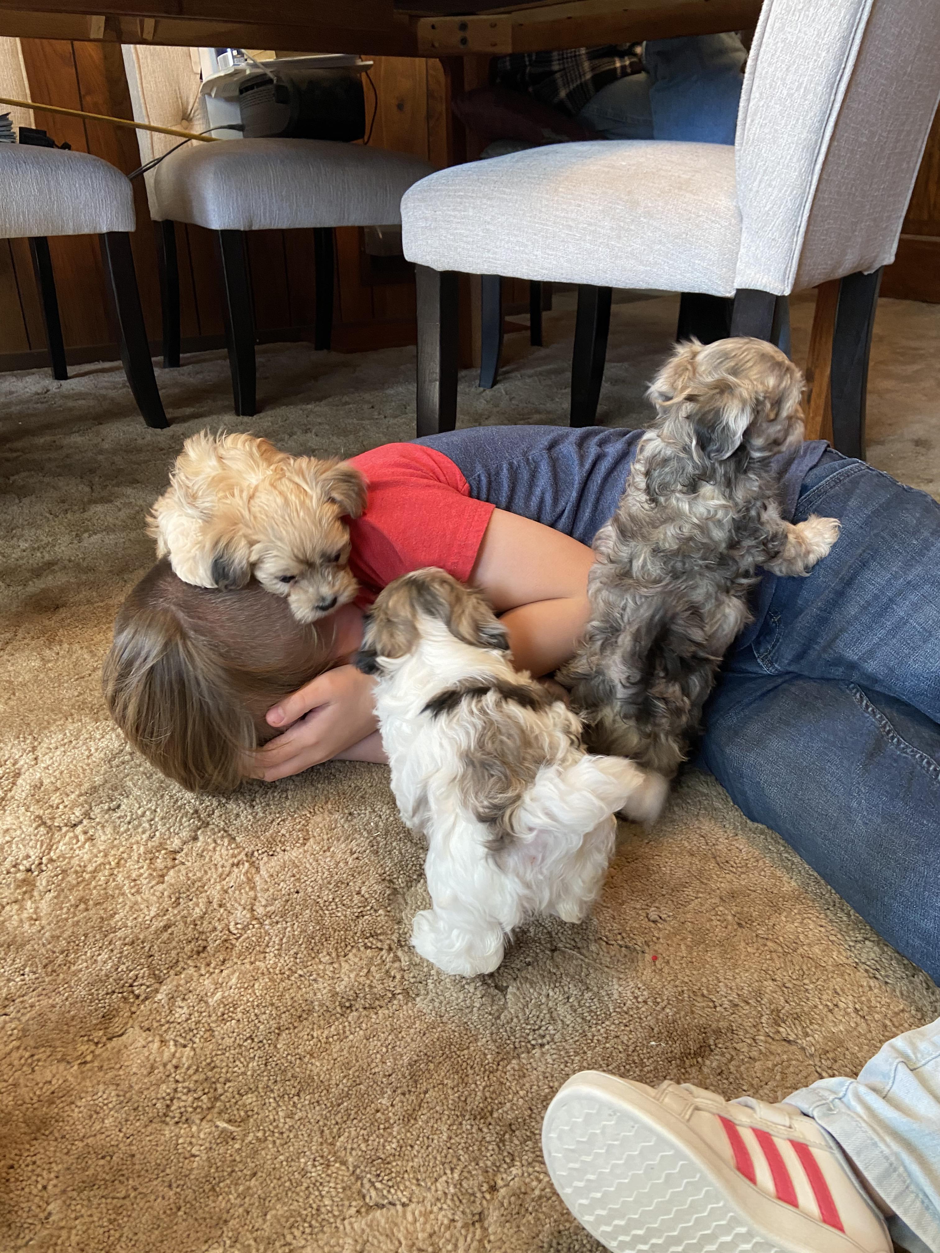 Puppy pile | Scrolller