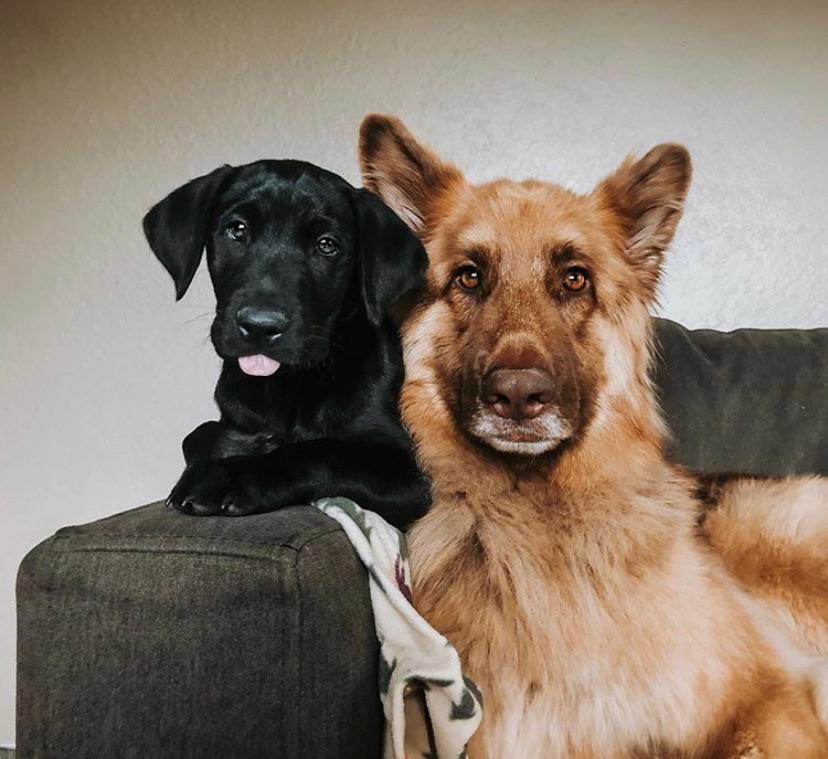 Puppy “ruins” perfect picture with a blop | Scrolller