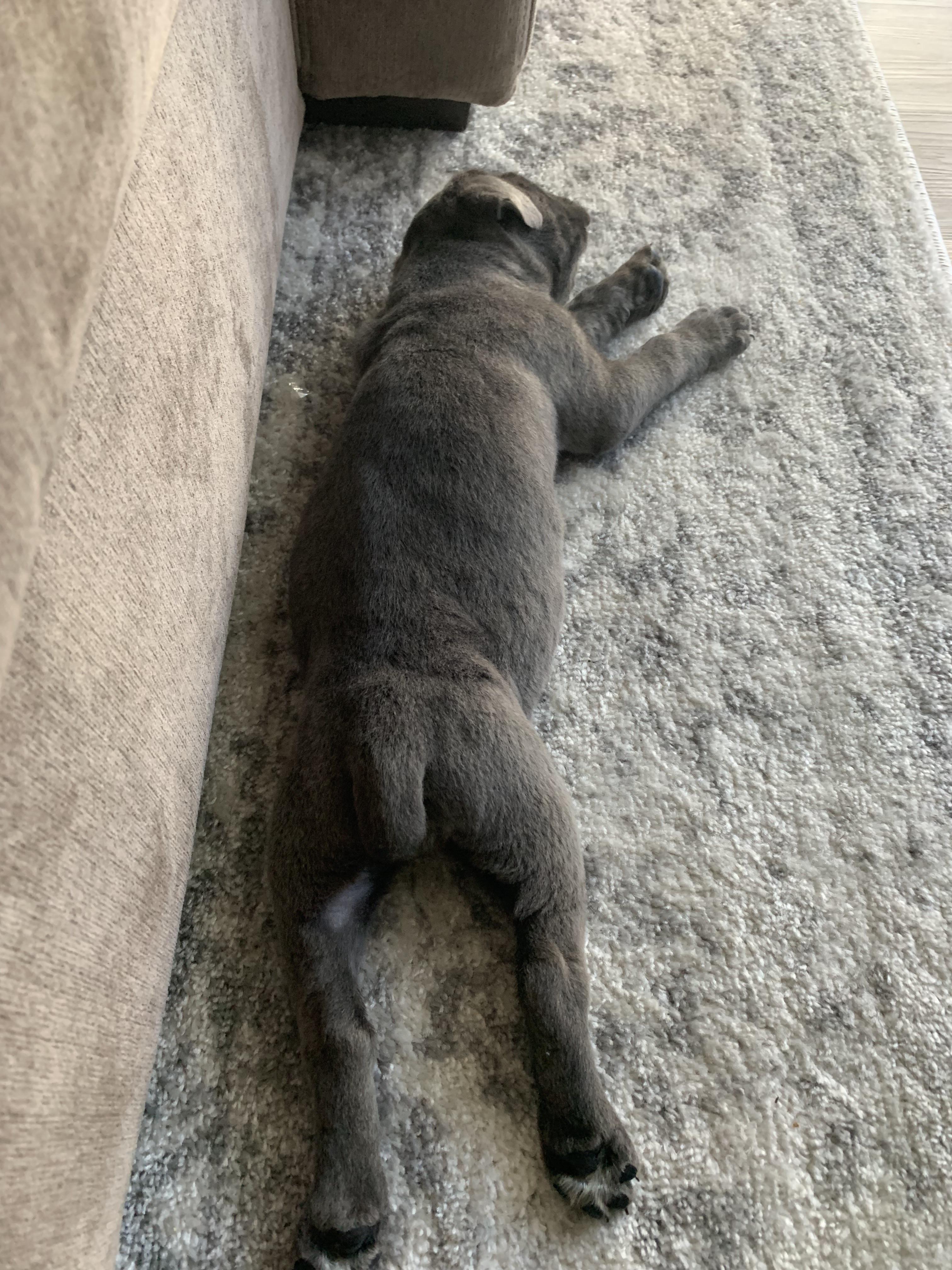 Puppy’s first sploot | Scrolller