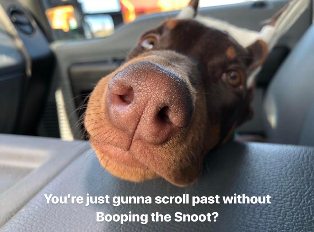 Puppy Snoot! | Scrolller